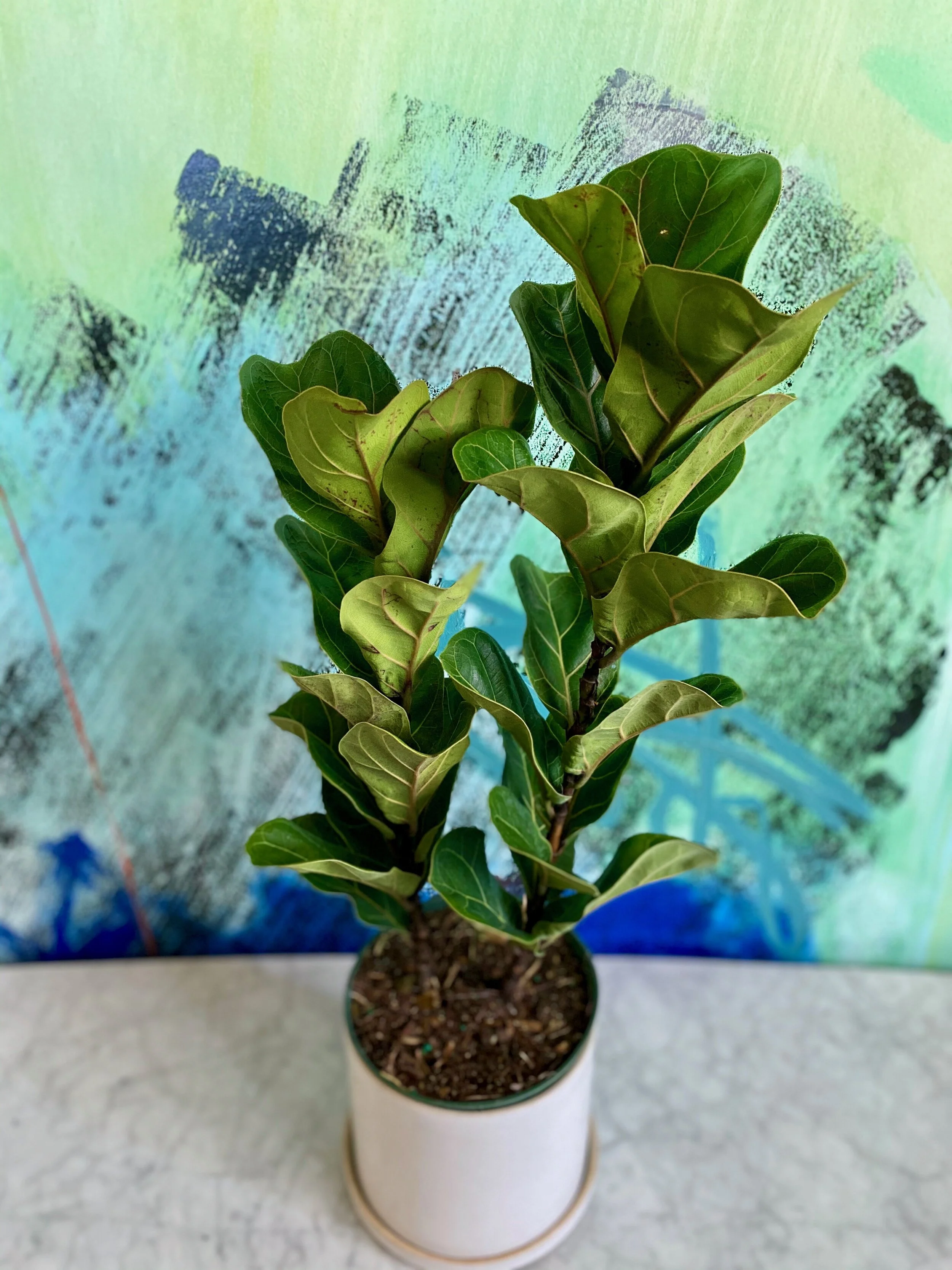 Maranta Lemon-Lime — The Tender Gardener