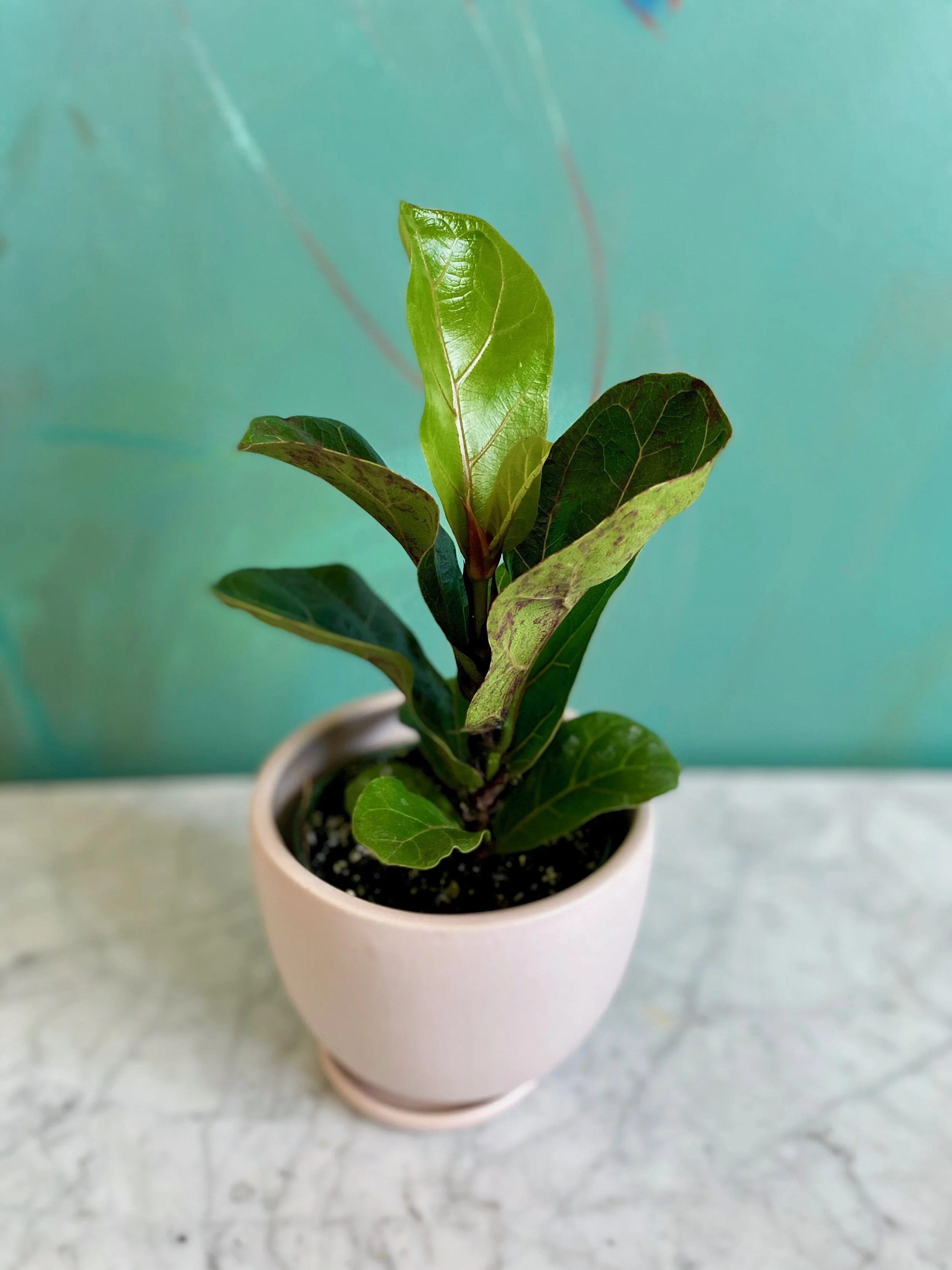 *Rare* Variegated String of Pearls — The Tender Gardener