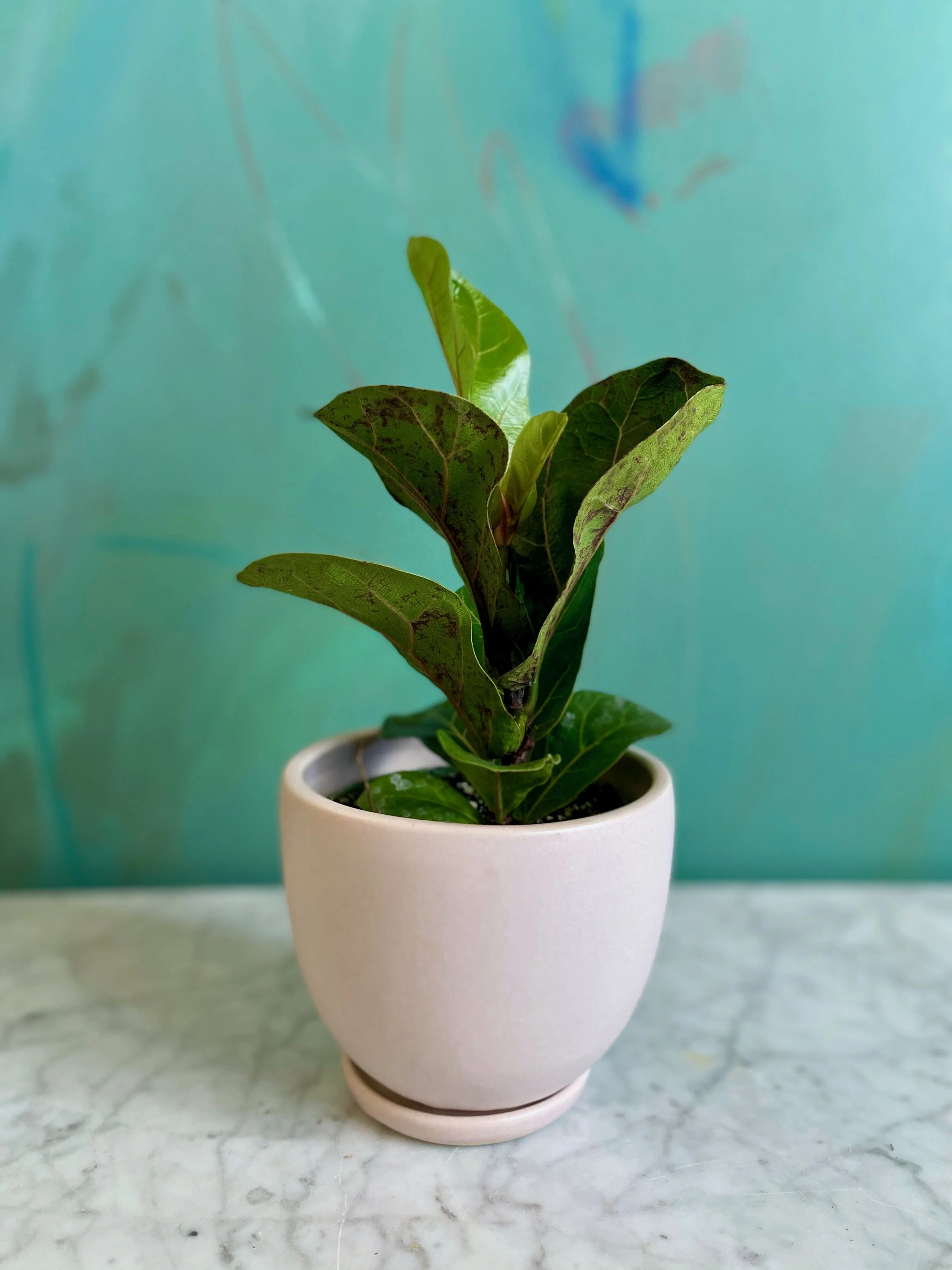 Dracaena Elegance — The Tender Gardener