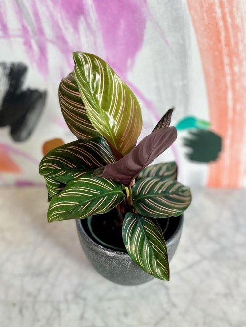 Maranta Lemon-Lime — The Tender Gardener