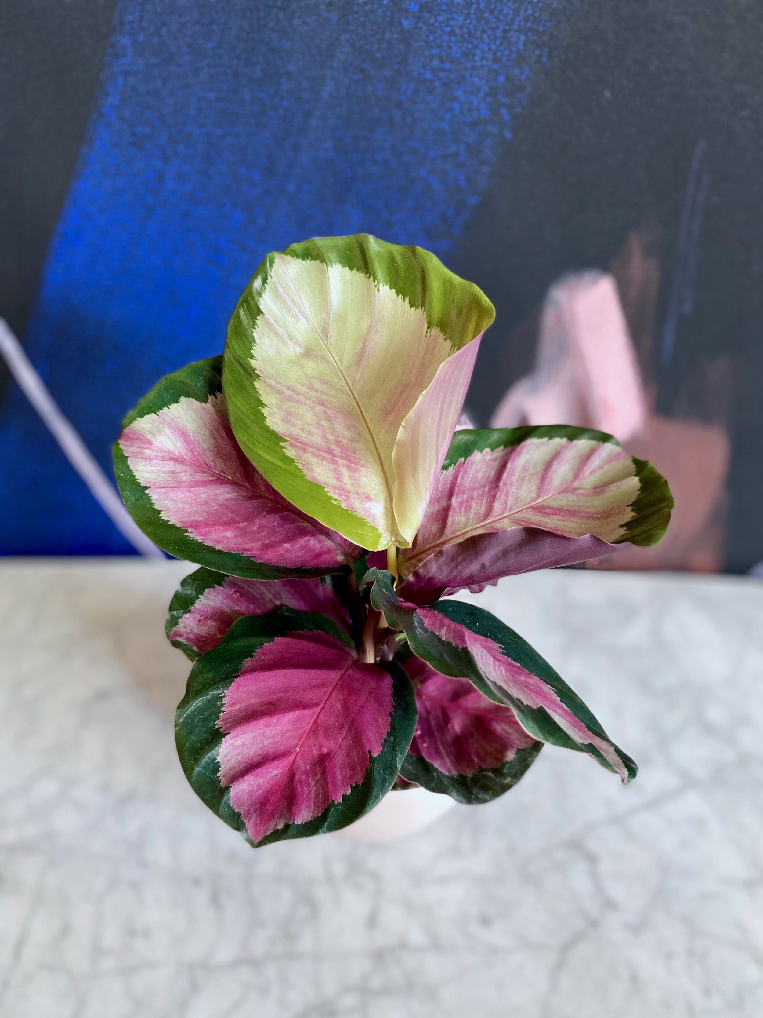 Maranta Red, Prayer Plant — The Tender Gardener