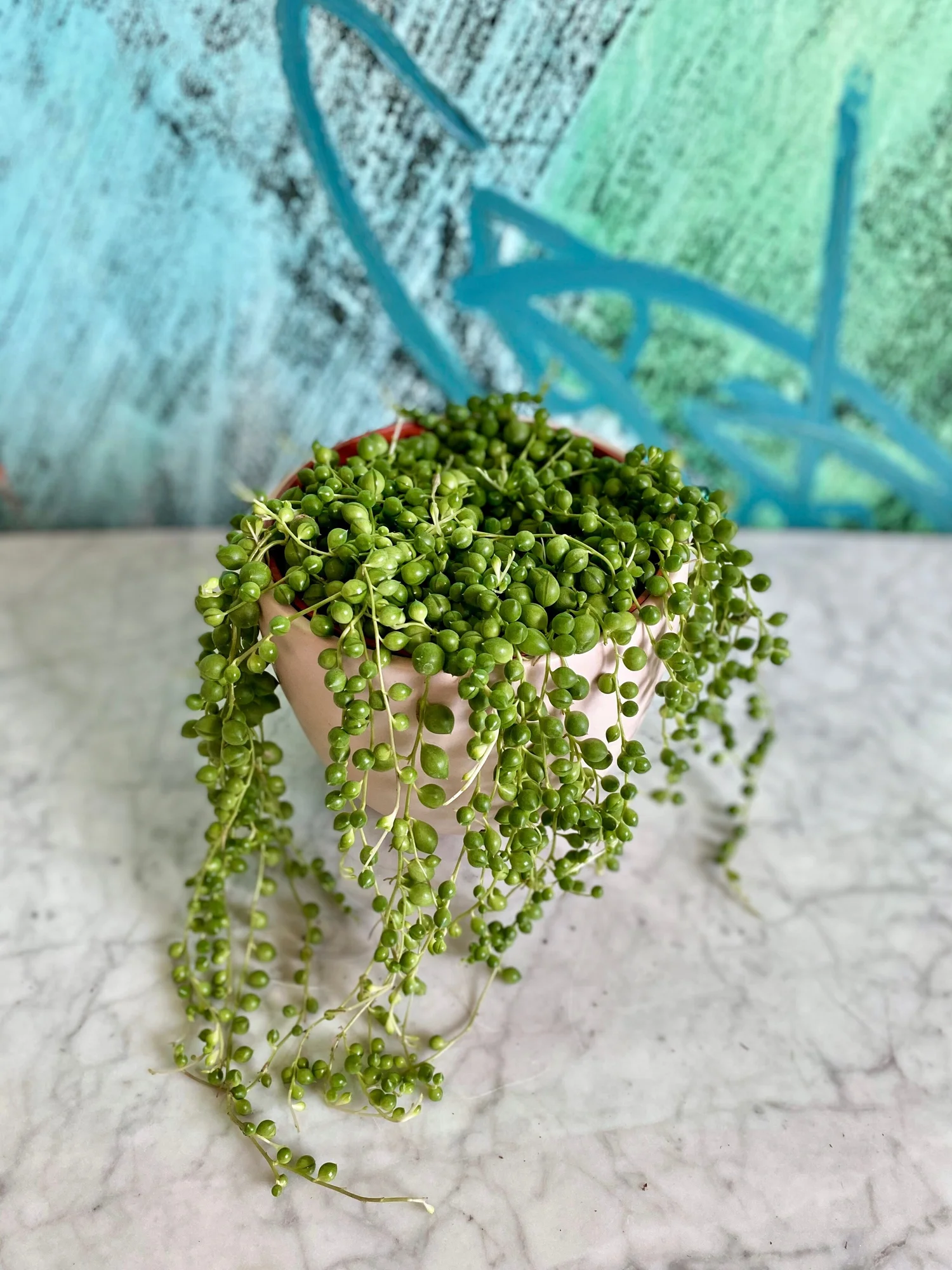 General Potting Soil (Organic) — The Tender Gardener