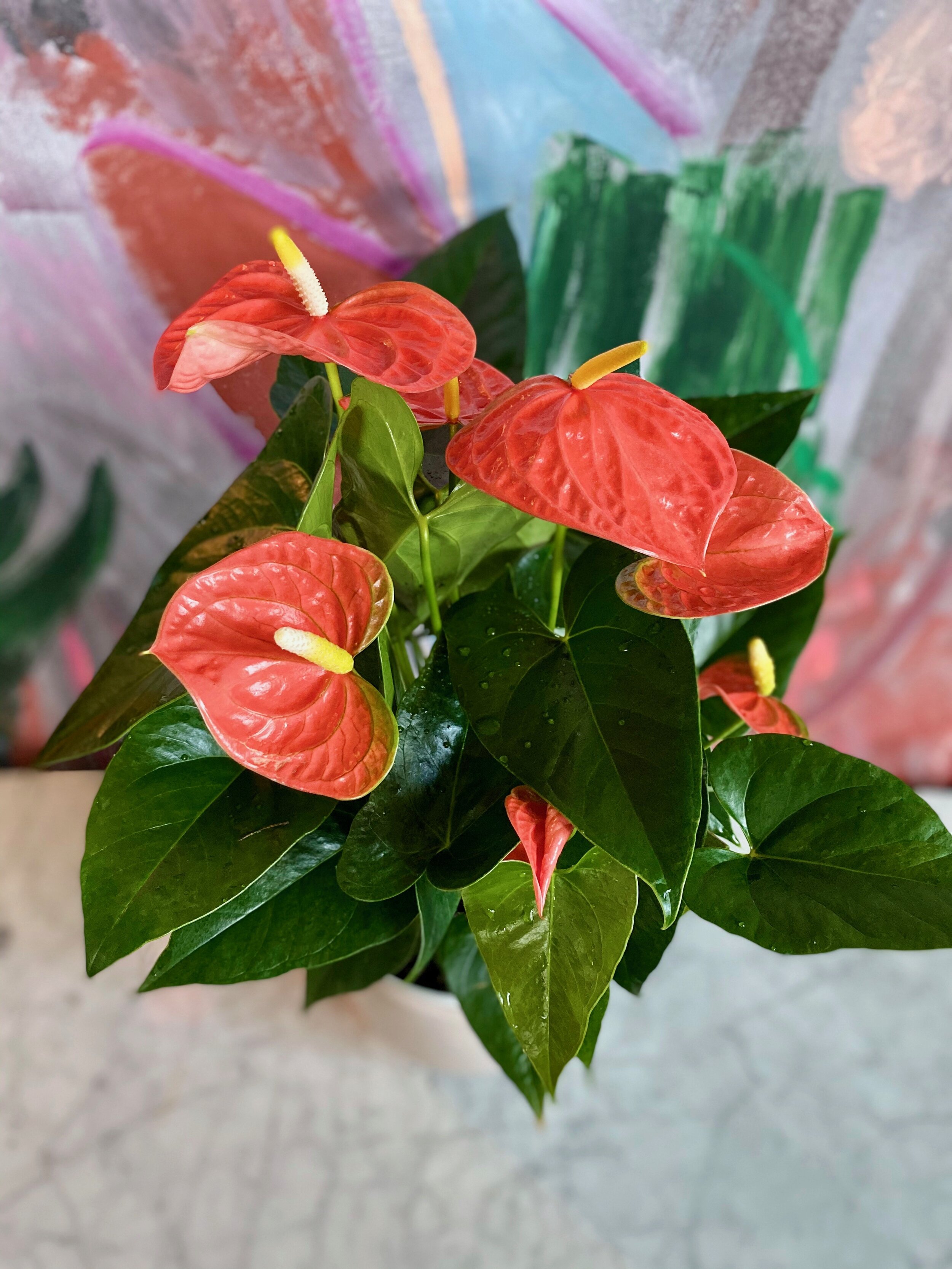 General Potting Soil (Organic) — The Tender Gardener