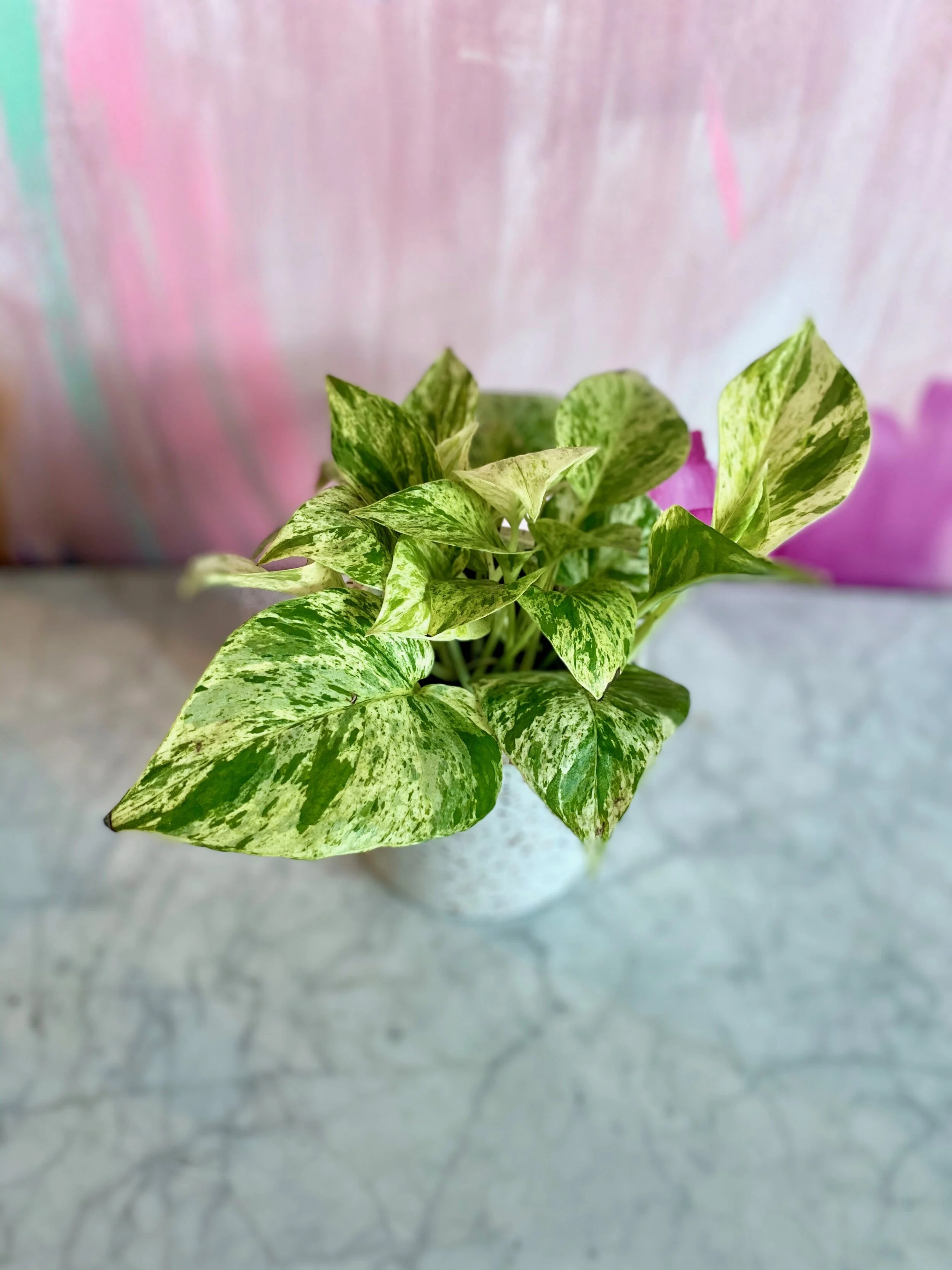 Philodendron Swiss Cheese — The Tender Gardener