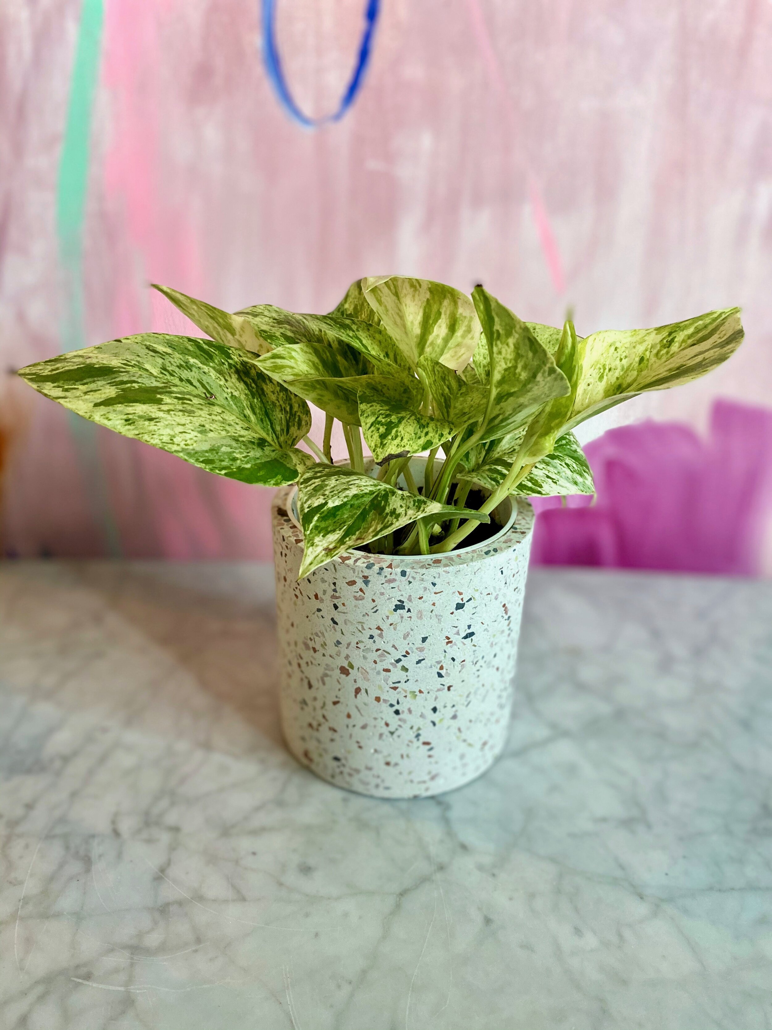 Philodendron Swiss Cheese — The Tender Gardener