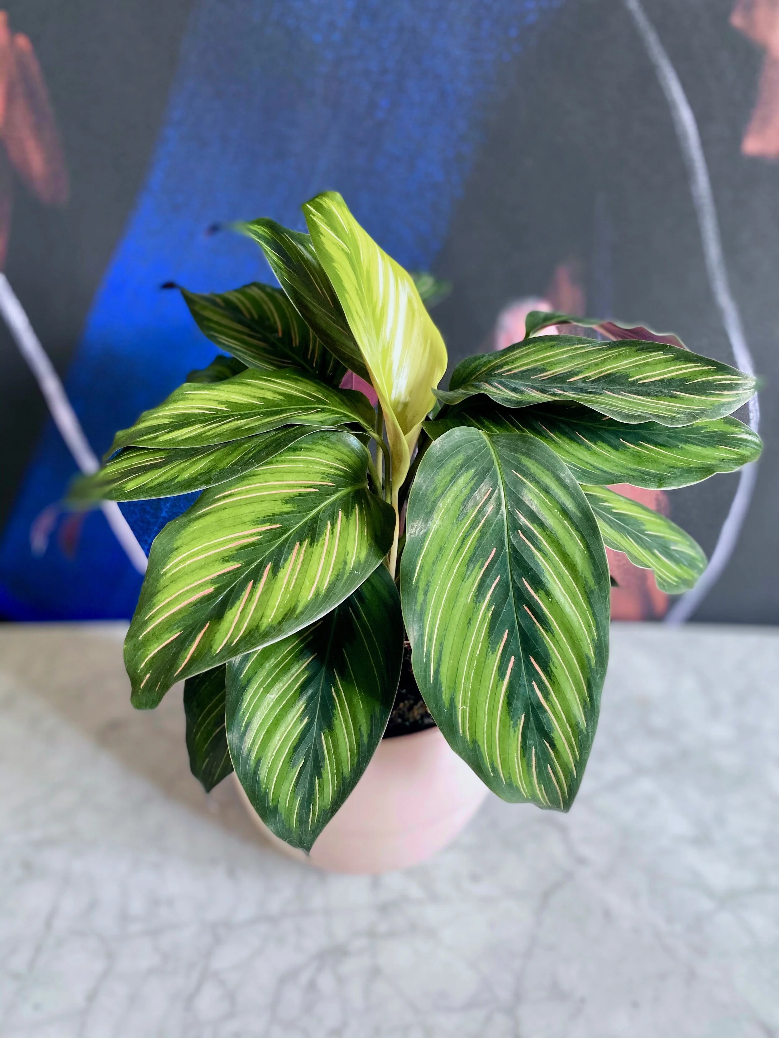 Rhaphidophora Tetrasperma, Monstera Minima *RARE* — The Tender Gardener