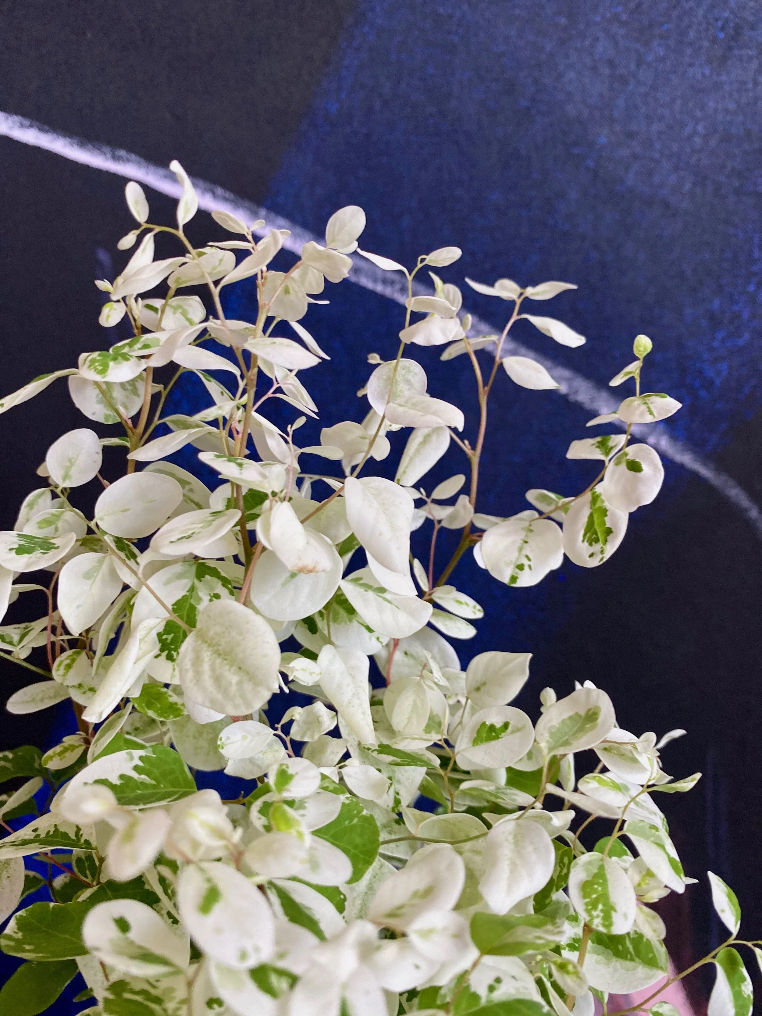 Maranta Red, Prayer Plant — The Tender Gardener