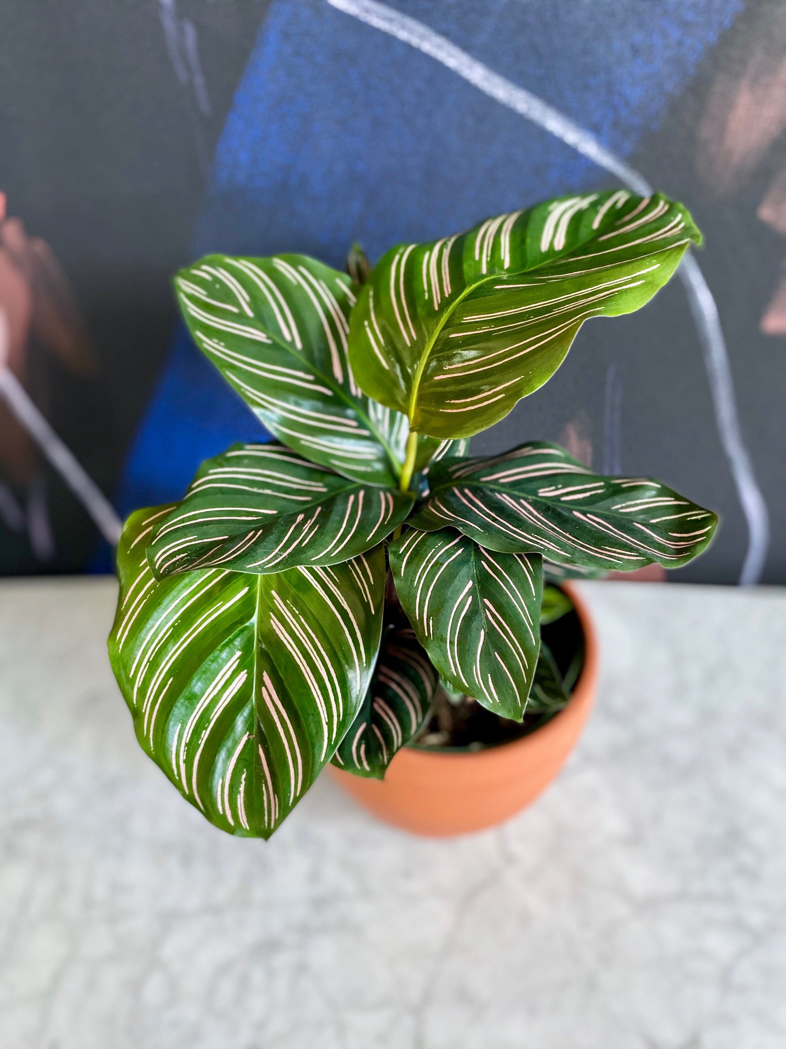 Maranta Lemon-Lime — The Tender Gardener