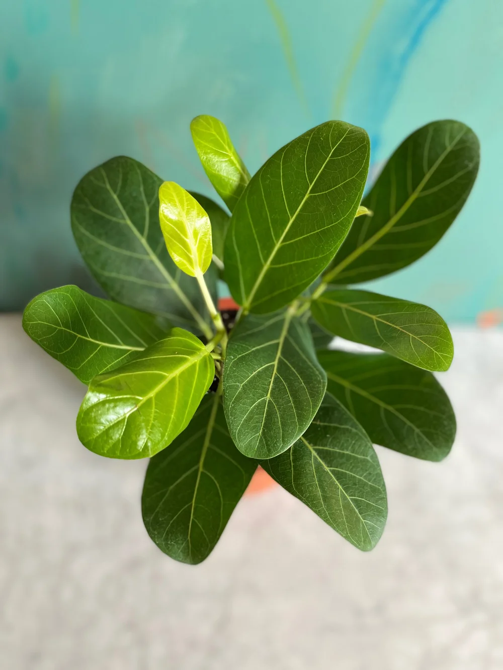 Rhaphidophora Tetrasperma, Monstera Minima *RARE* — The Tender Gardener