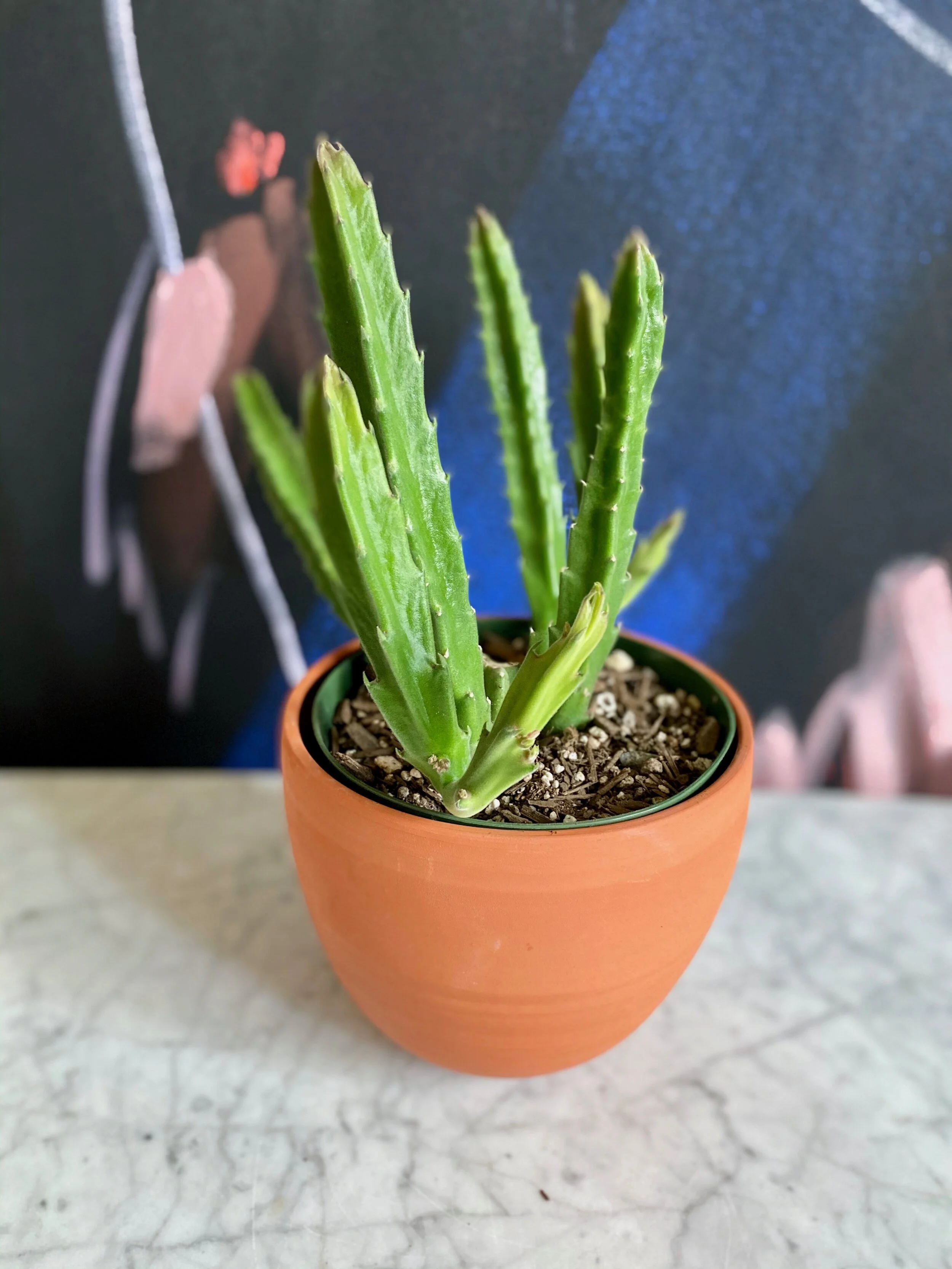 Maranta Red, Prayer Plant — The Tender Gardener