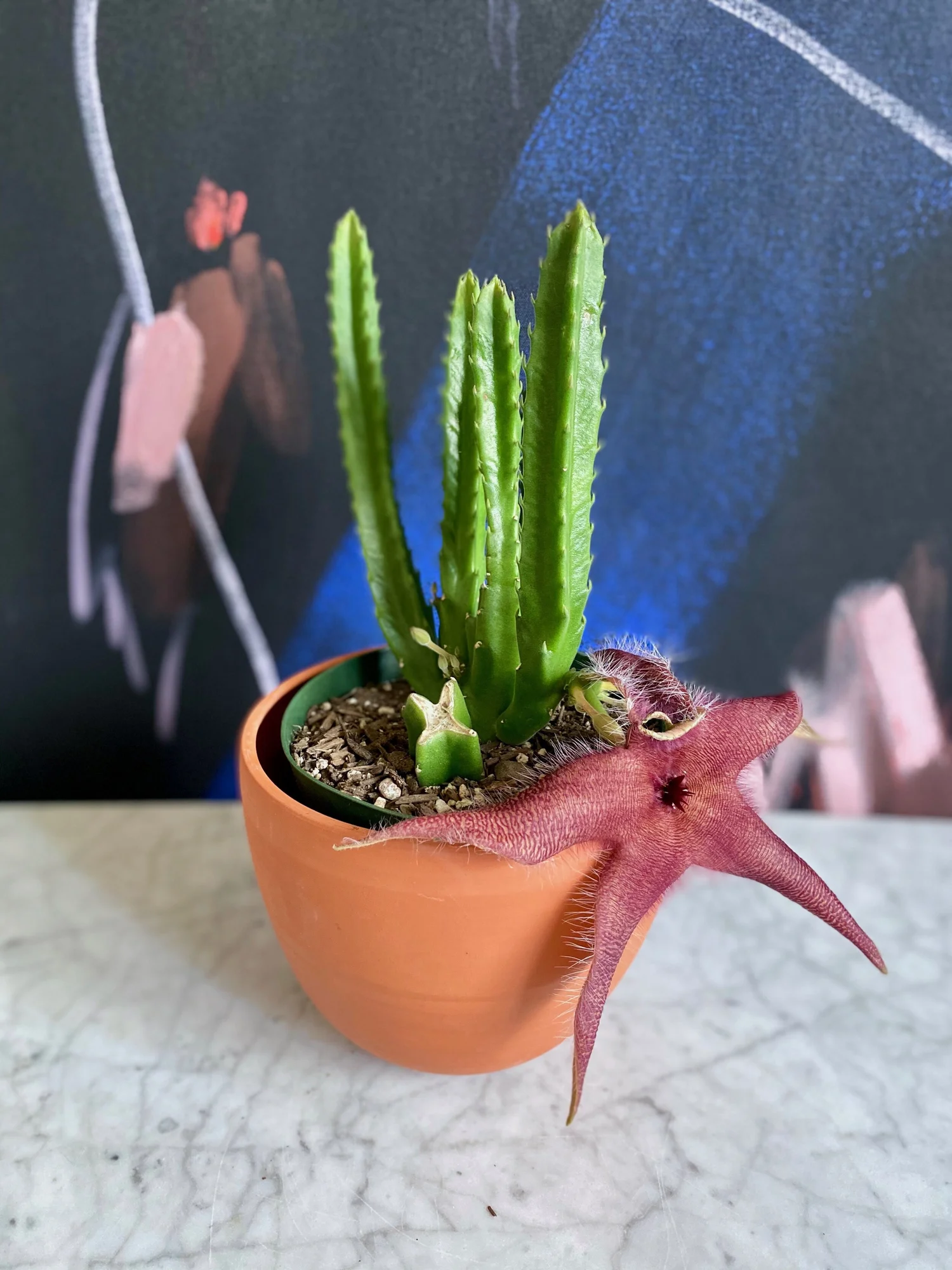 Maranta Red, Prayer Plant — The Tender Gardener