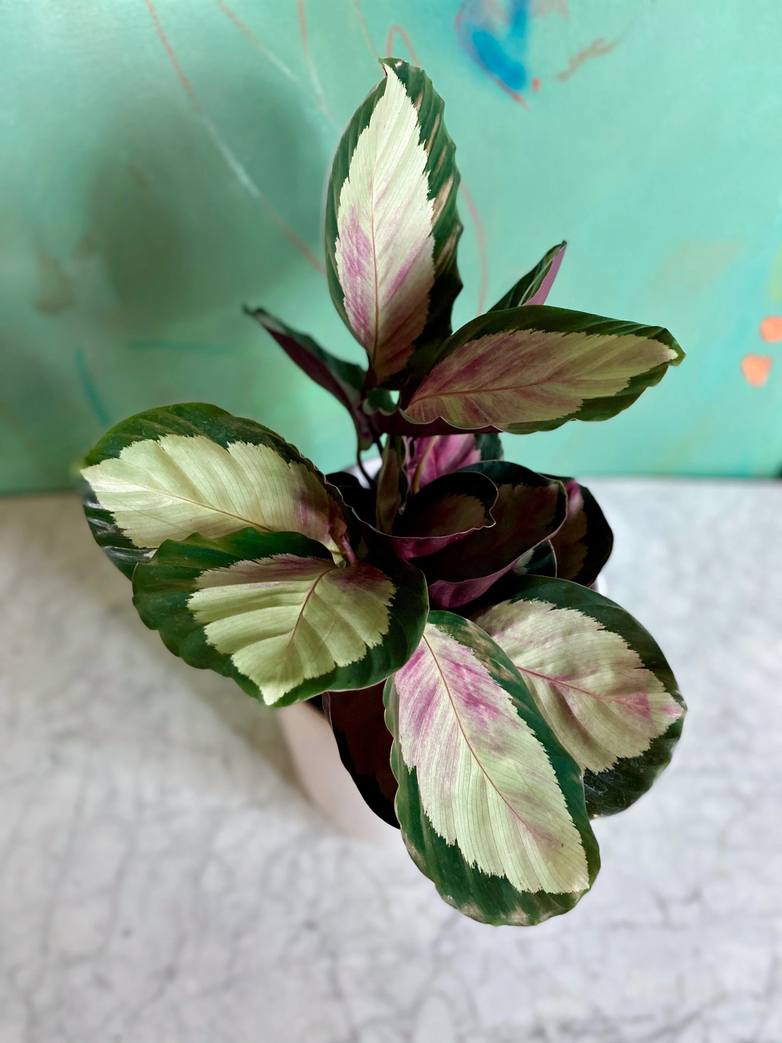 Calathea Beauty Star — The Tender Gardener