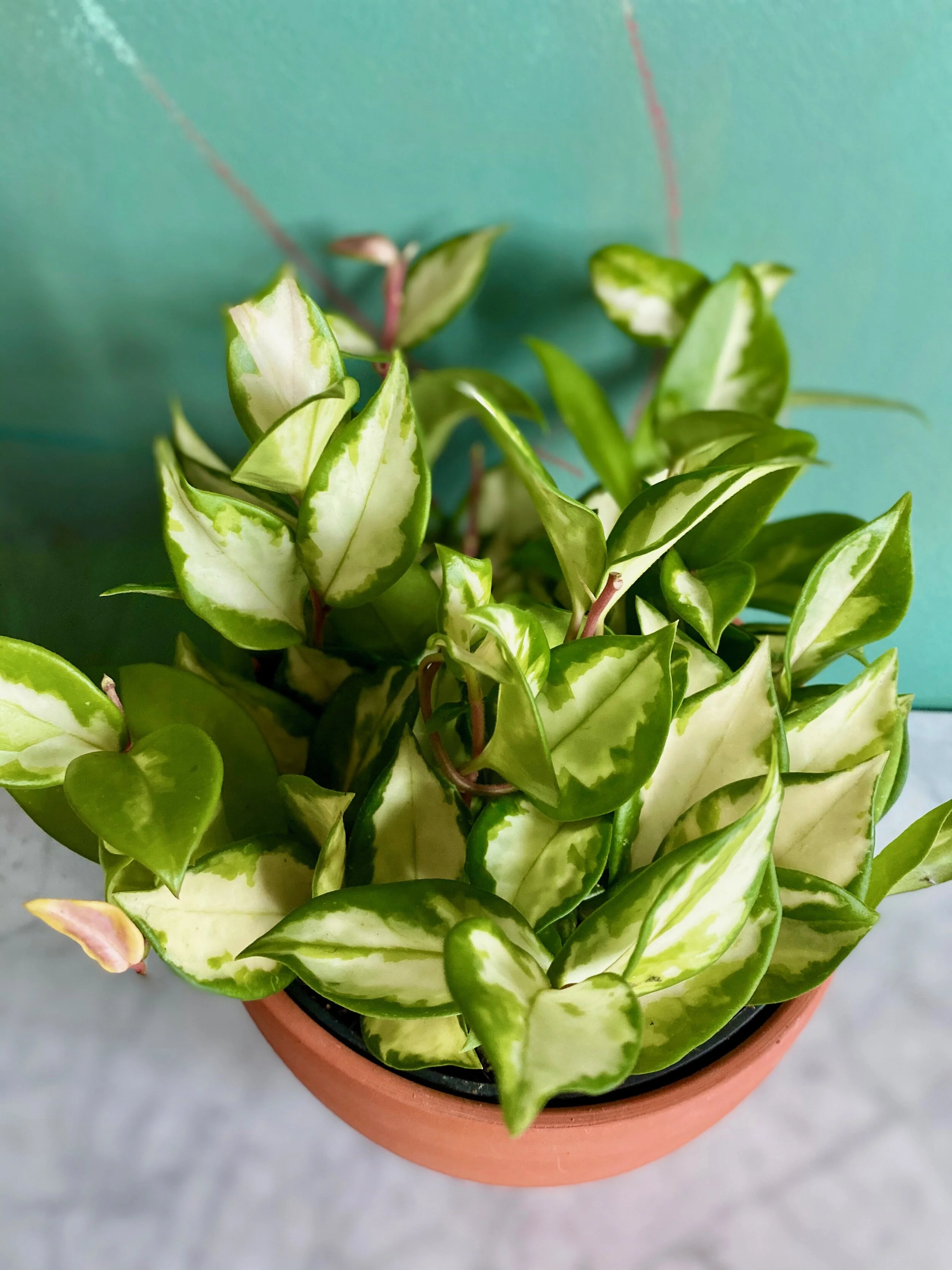 Peperomia Hope — The Tender Gardener