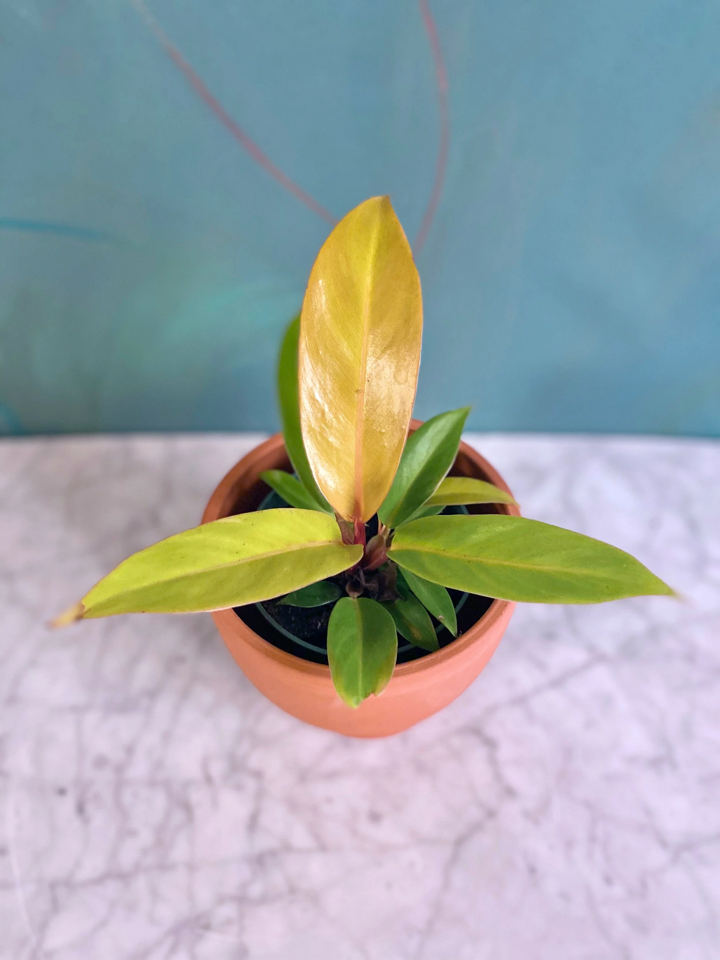 Maranta Red, Prayer Plant — The Tender Gardener