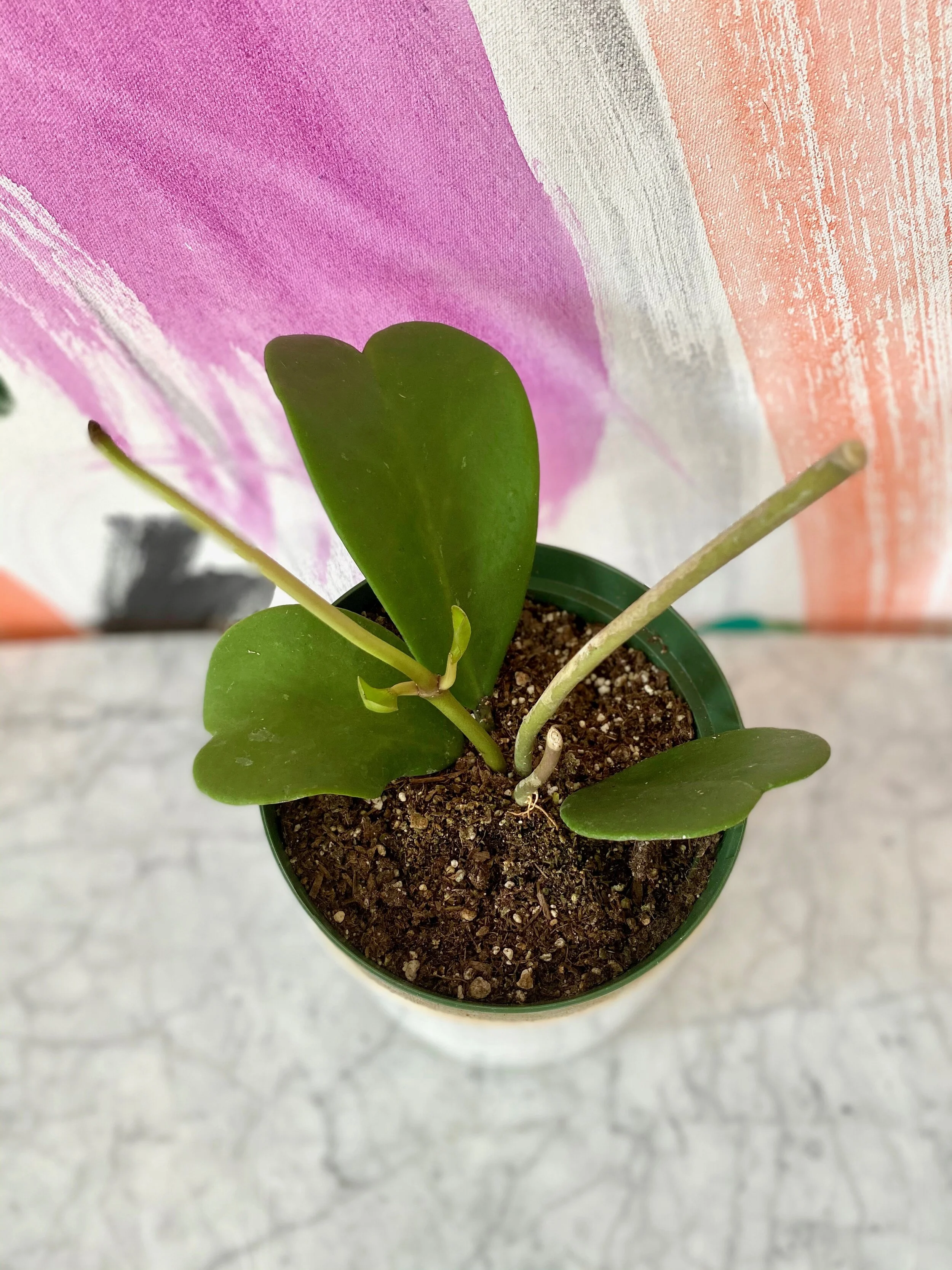 Maranta Red, Prayer Plant — The Tender Gardener