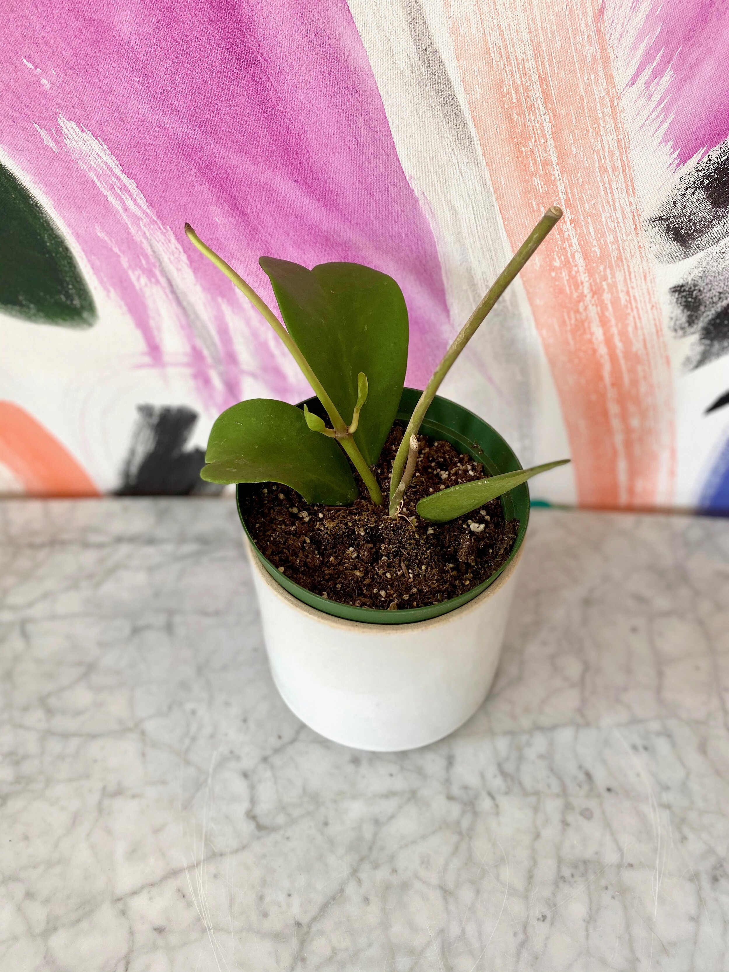 Maranta Red, Prayer Plant — The Tender Gardener
