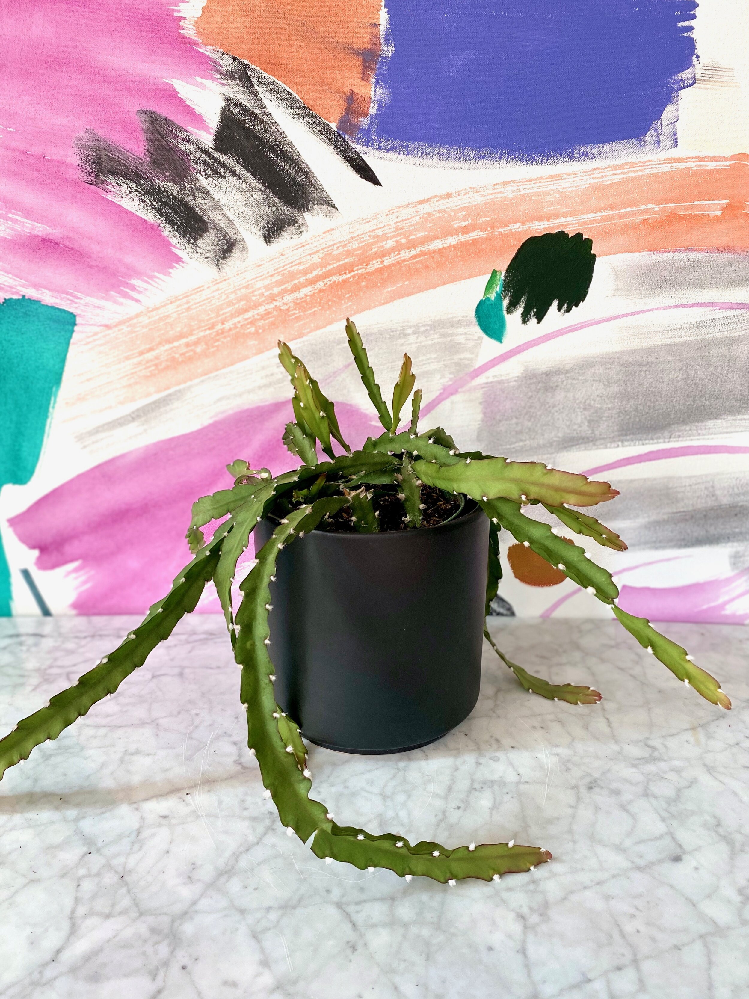 Tillandsia Wreath — The Tender Gardener