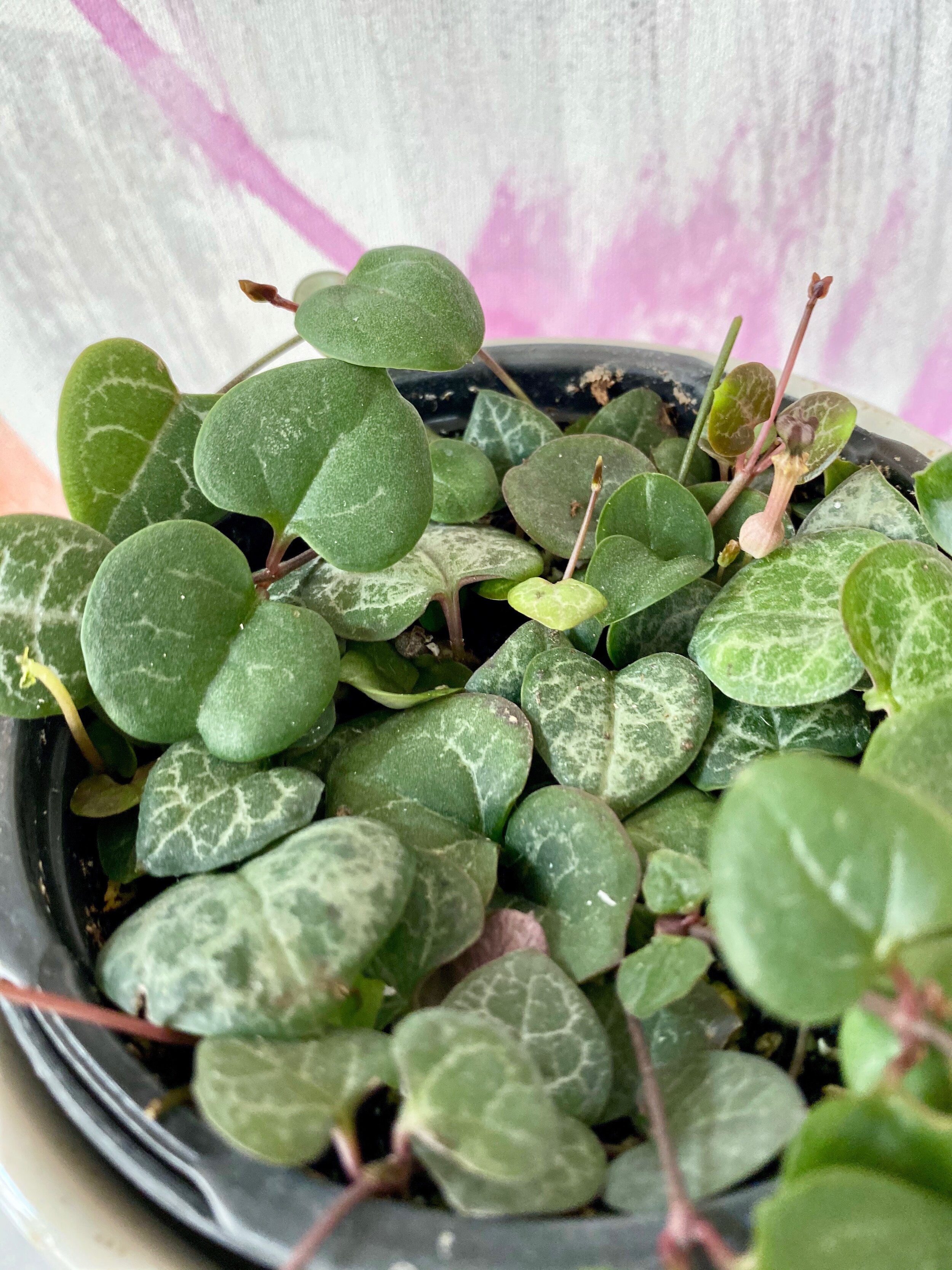 Pothos Neon — The Tender Gardener