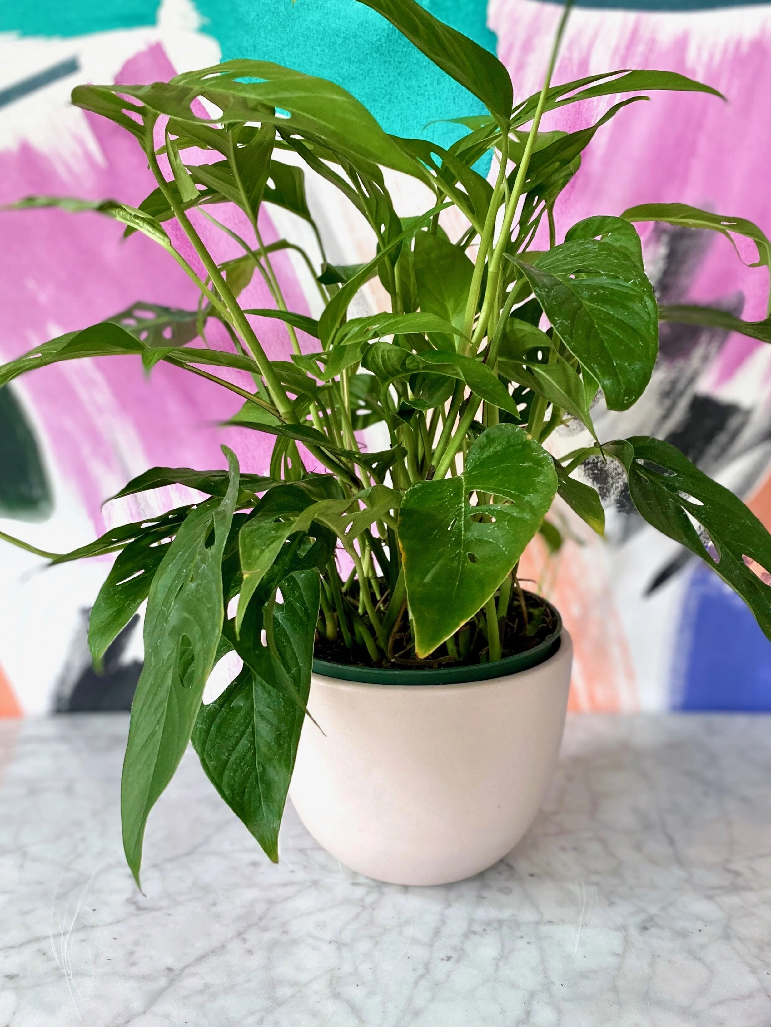 Maranta Red, Prayer Plant — The Tender Gardener