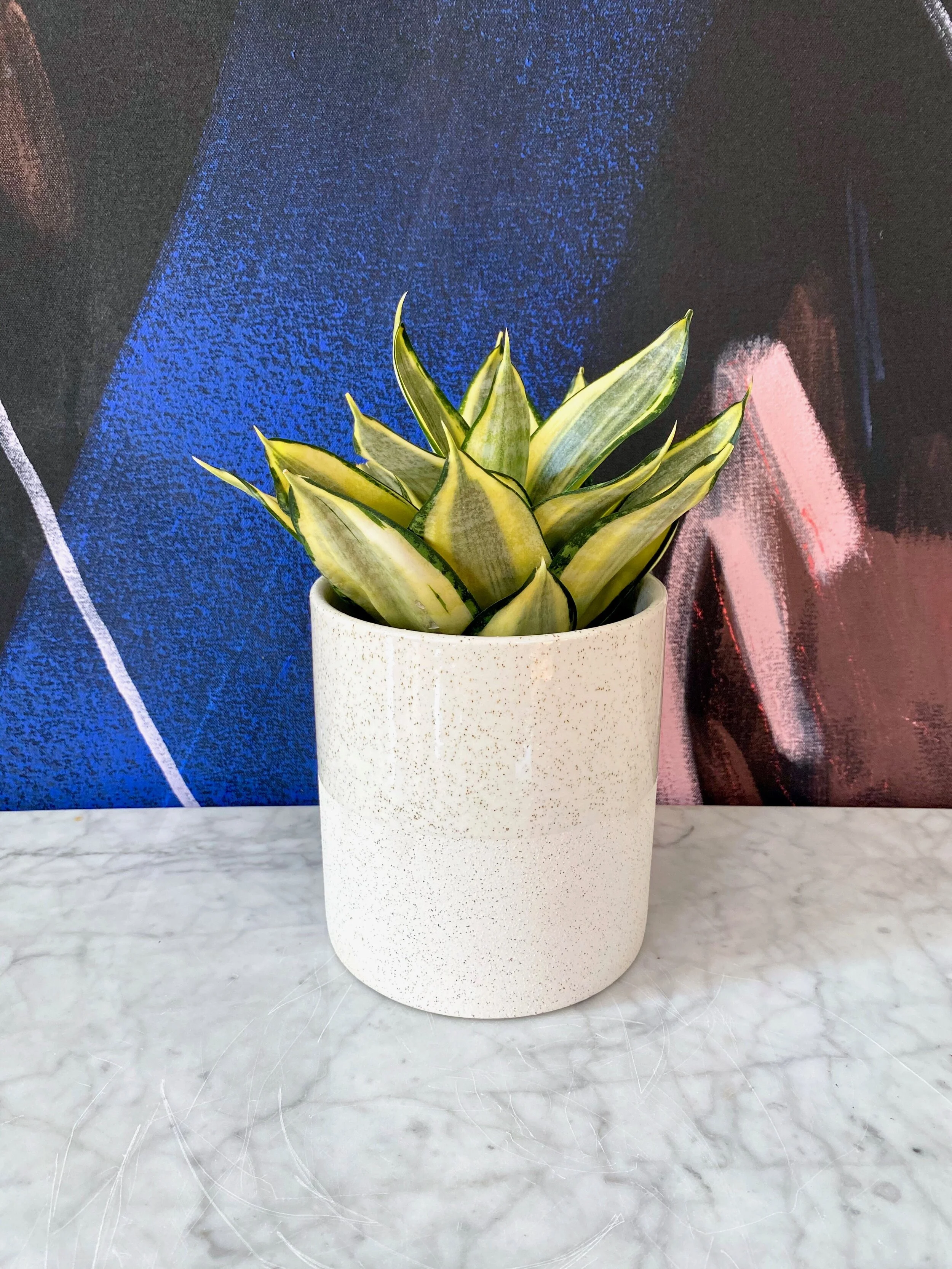 Calathea Lancifolia, Rattlesnake Plant — The Tender Gardener