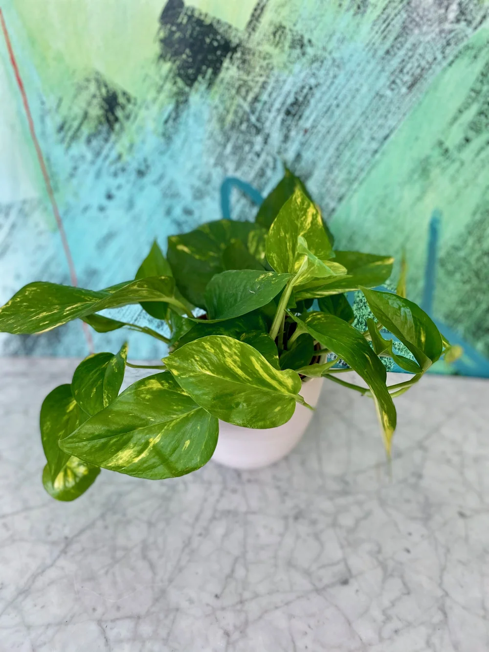 Pothos Neon — The Tender Gardener