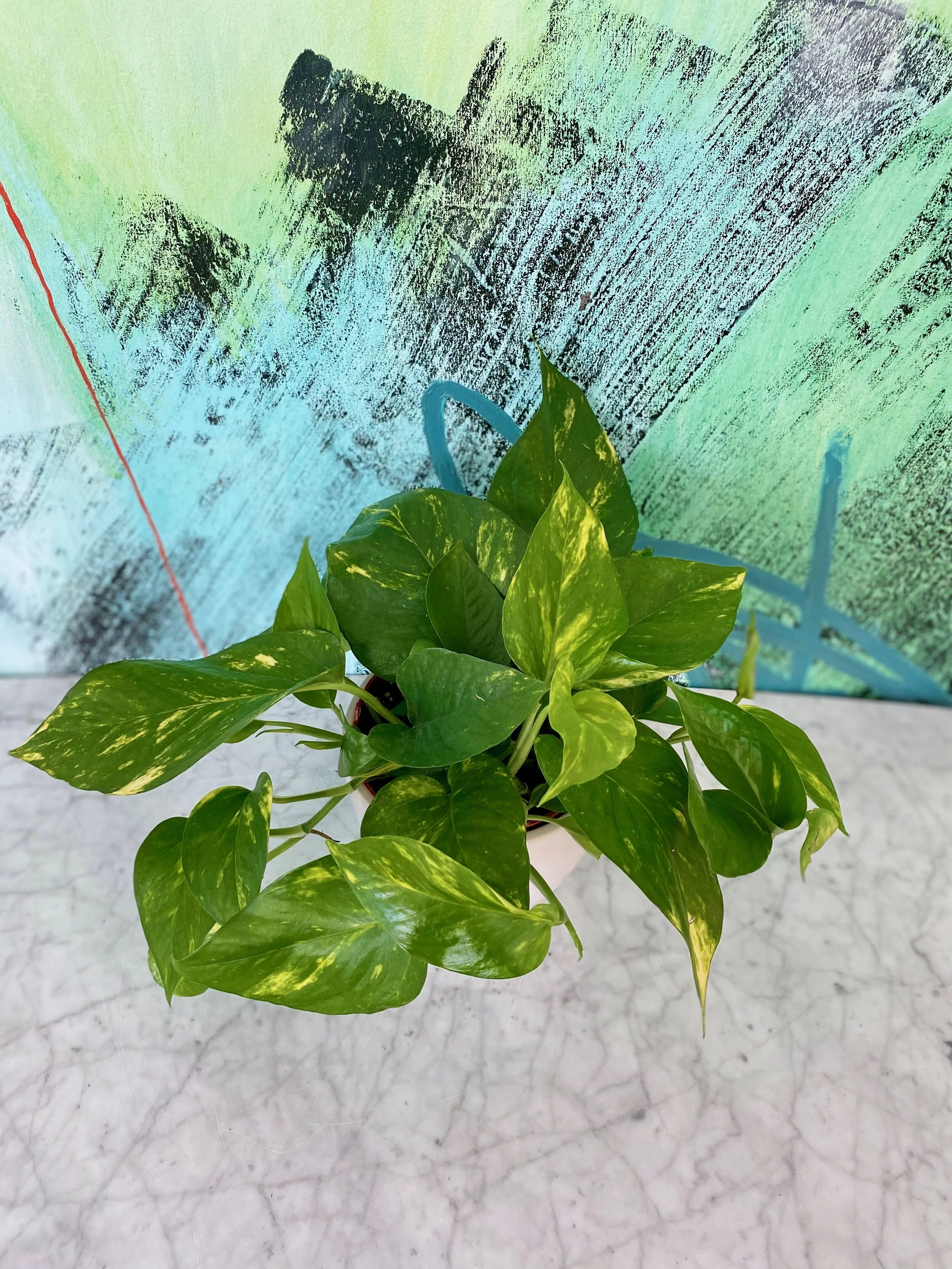 Pothos Neon — The Tender Gardener