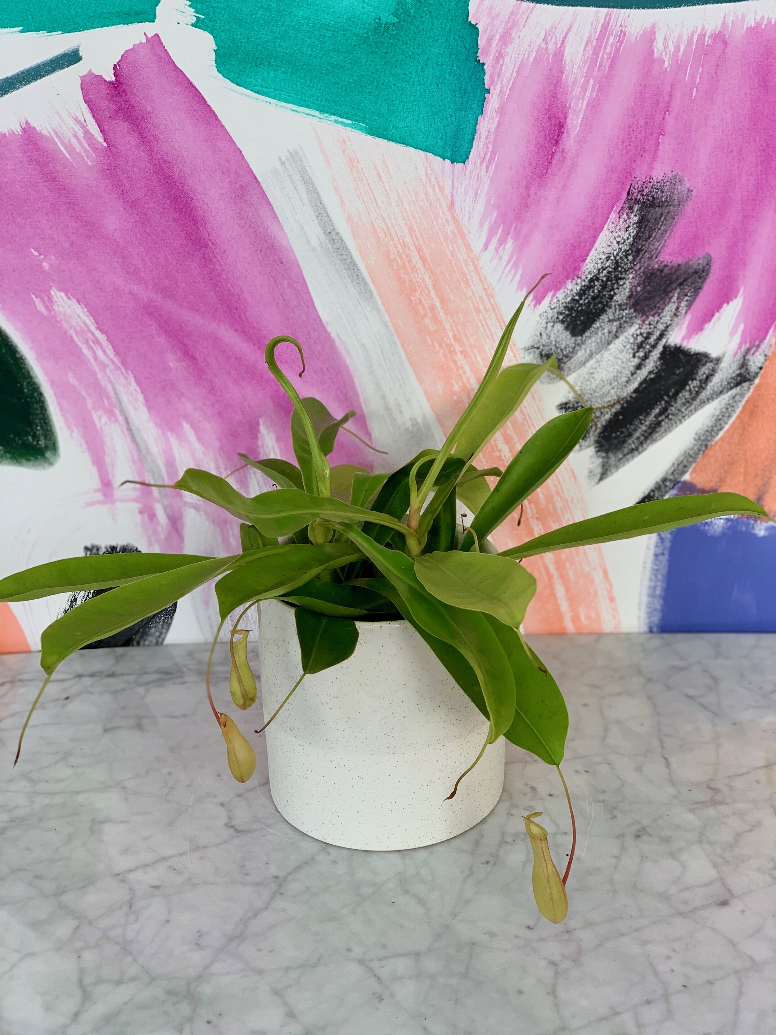 Maranta Red, Prayer Plant — The Tender Gardener