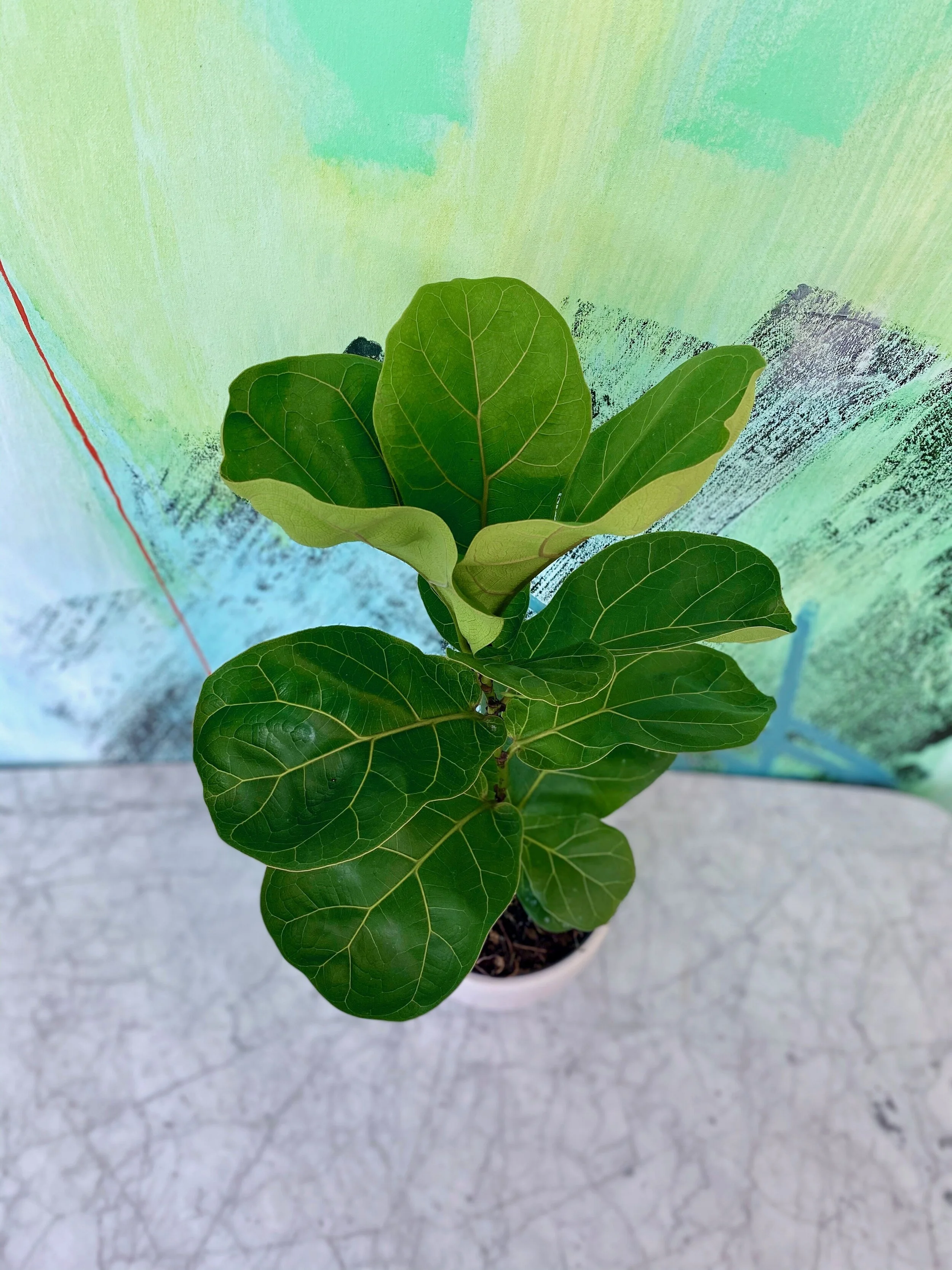 *Rare* Variegated String of Pearls — The Tender Gardener