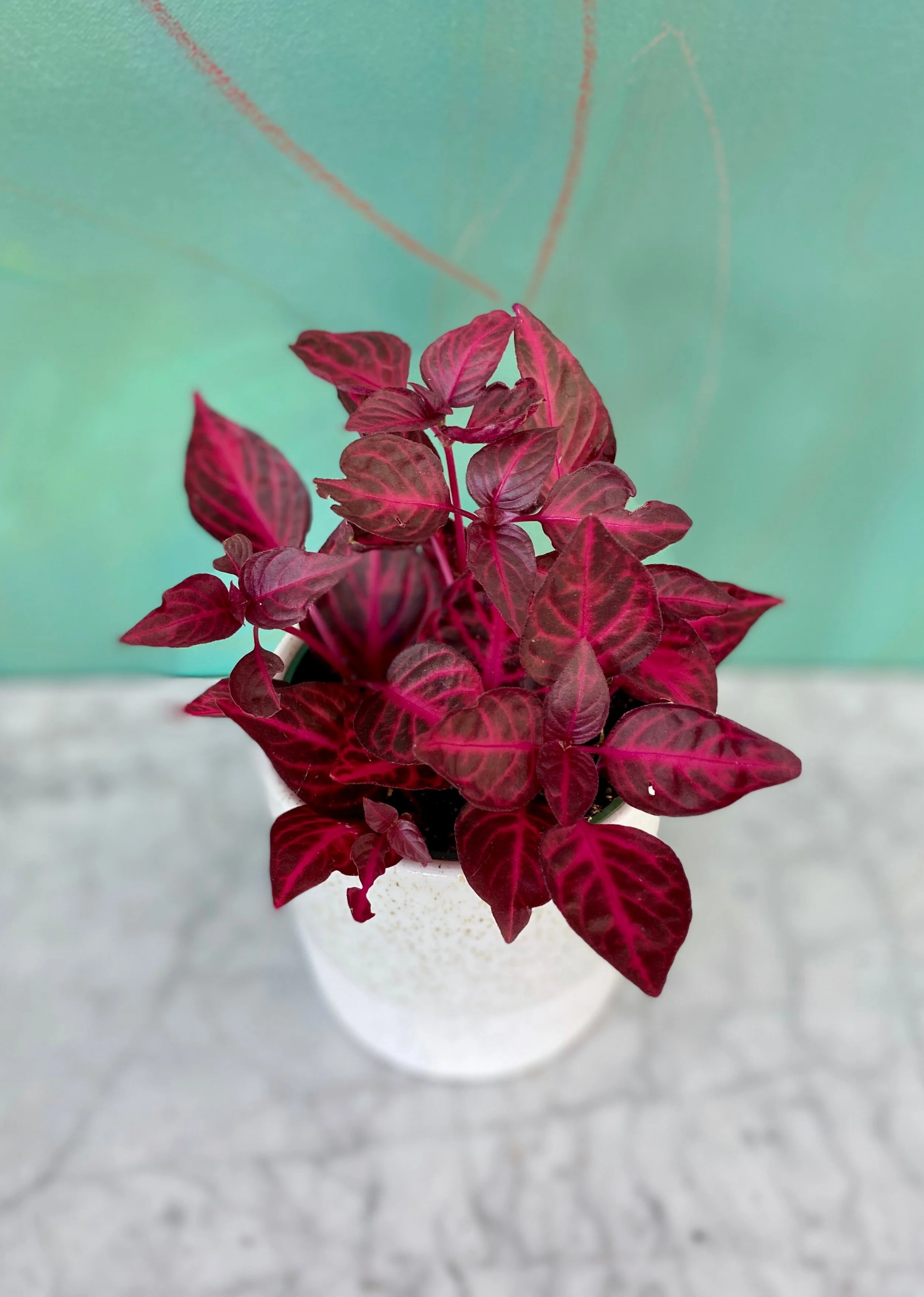 Pothos Neon — The Tender Gardener