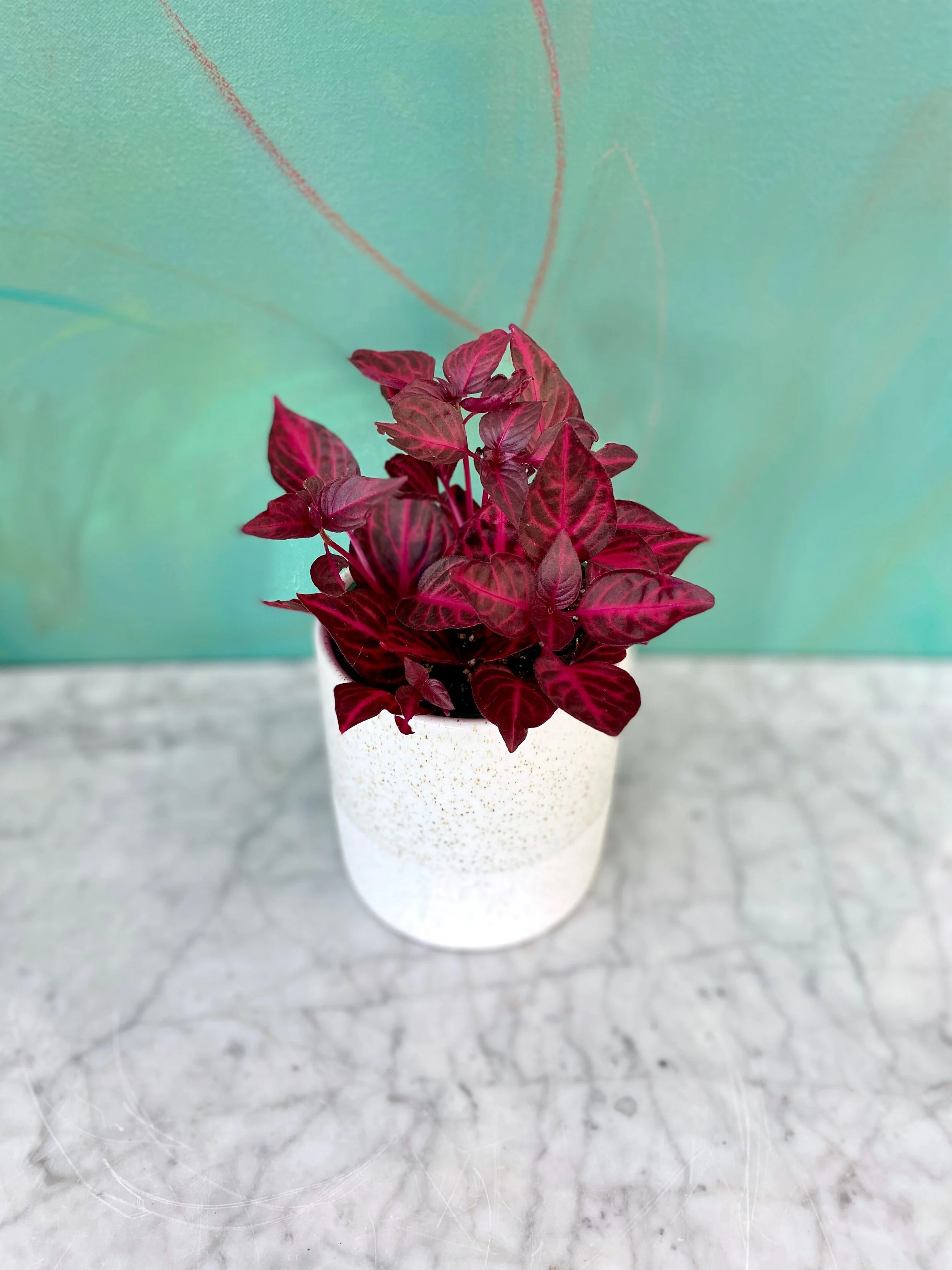 Pothos Neon — The Tender Gardener