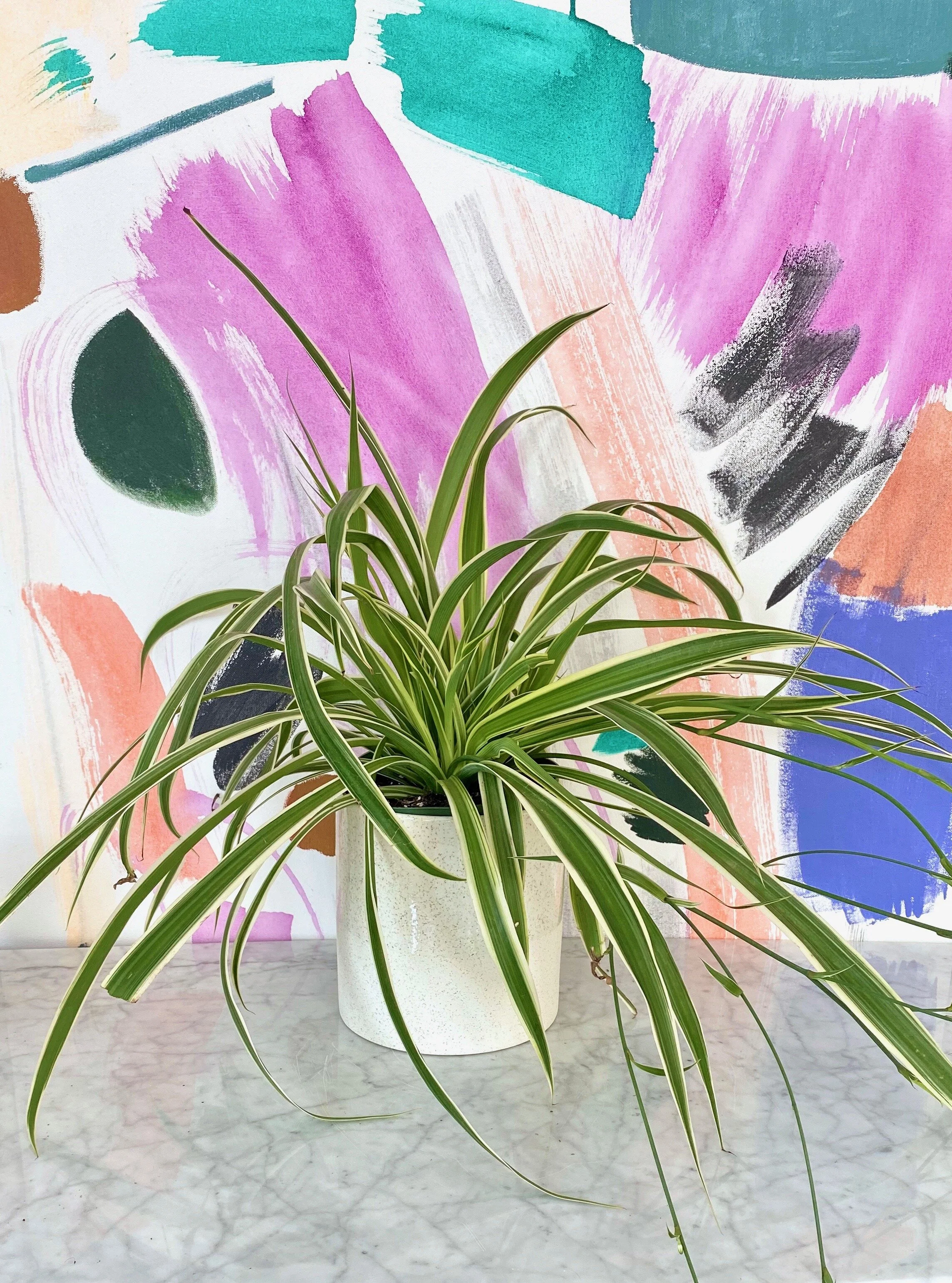 Maranta Red, Prayer Plant — The Tender Gardener