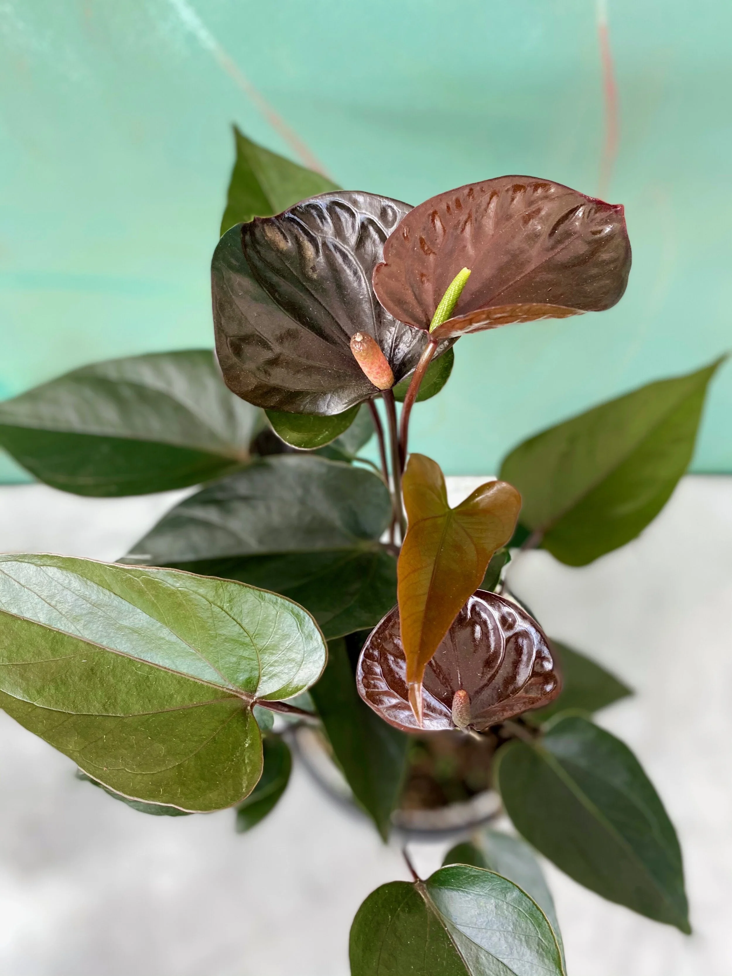 Maranta Red, Prayer Plant — The Tender Gardener