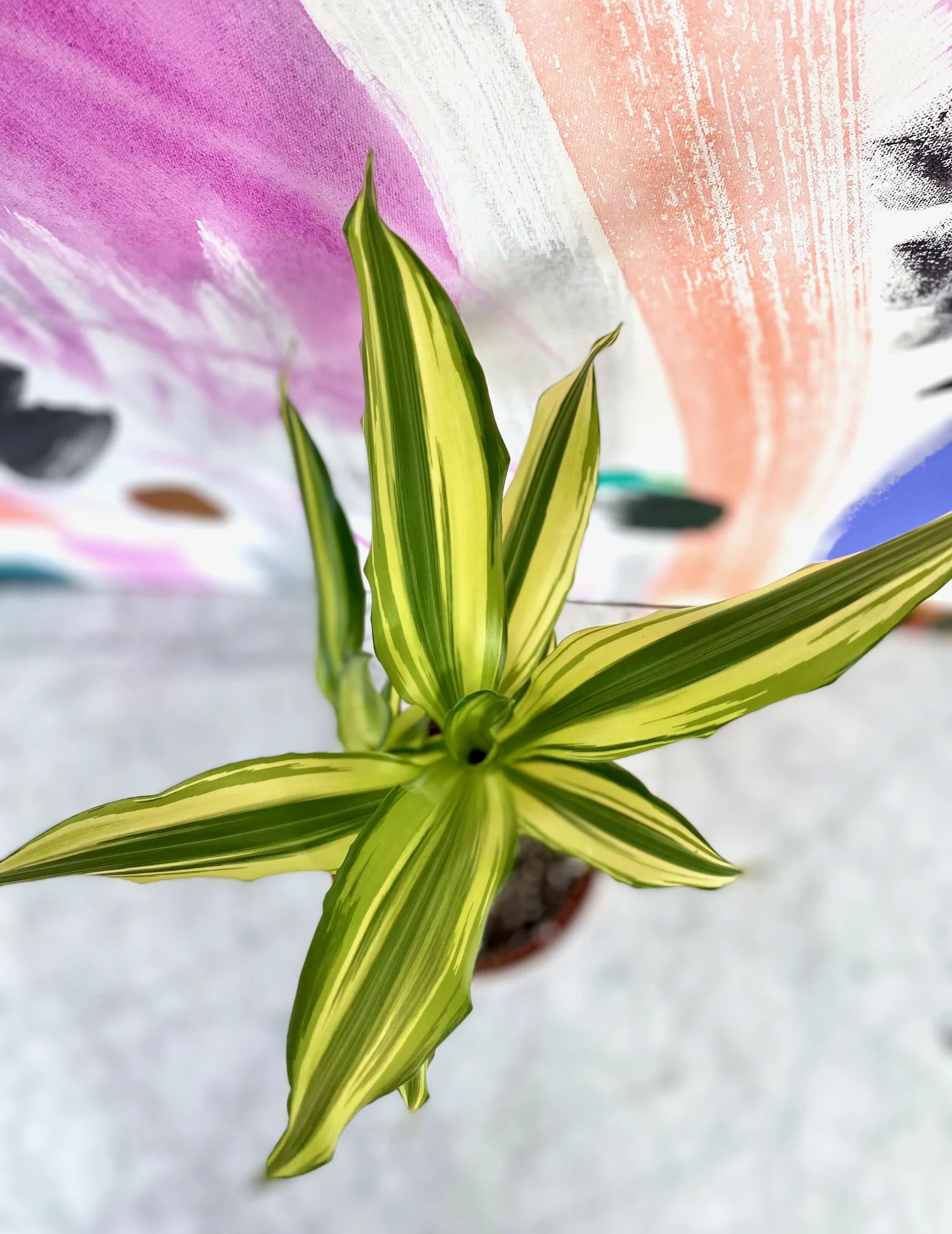 Maranta Red, Prayer Plant — The Tender Gardener
