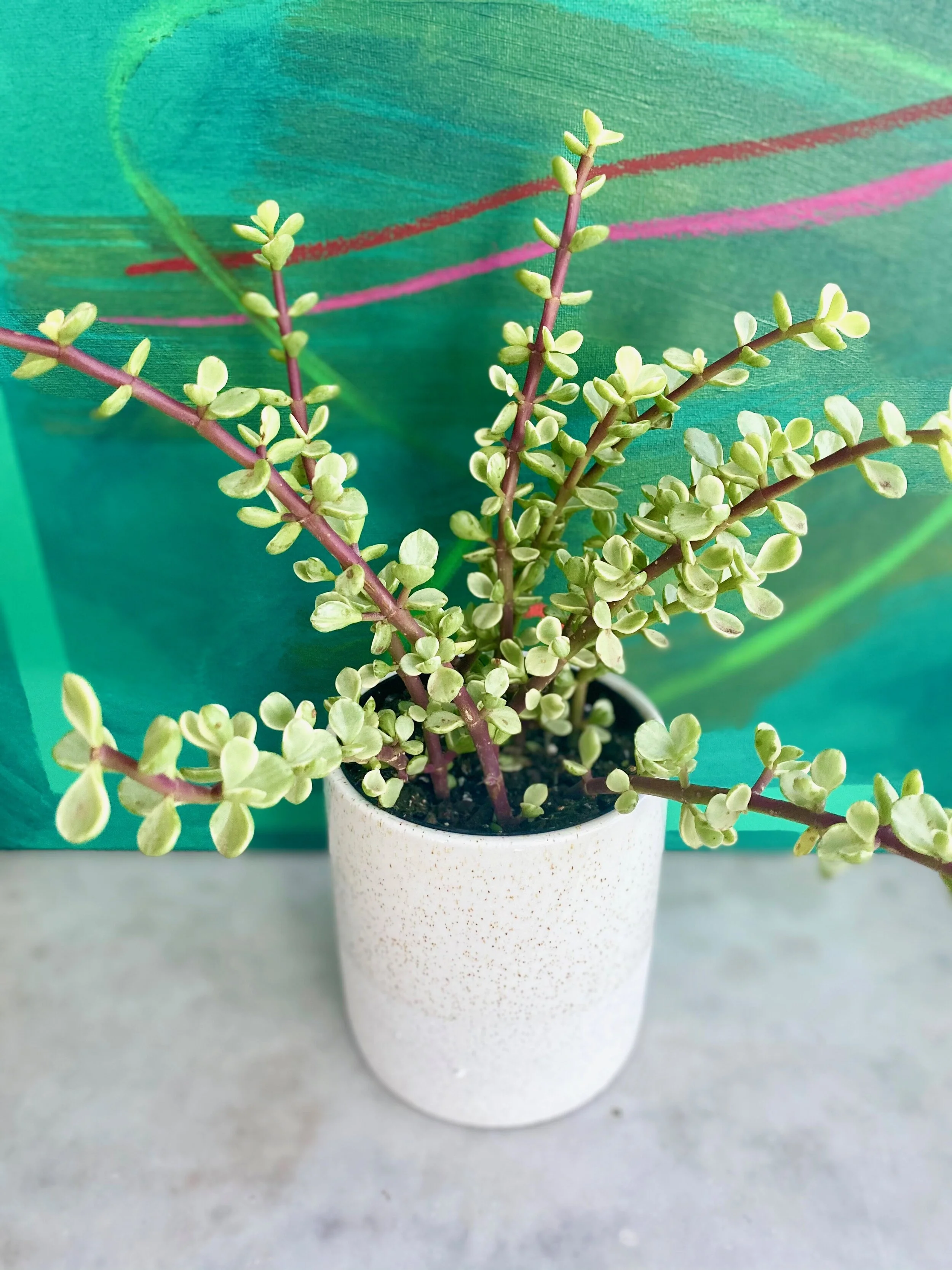 Ficus Repens, Creeping Fig — The Tender Gardener