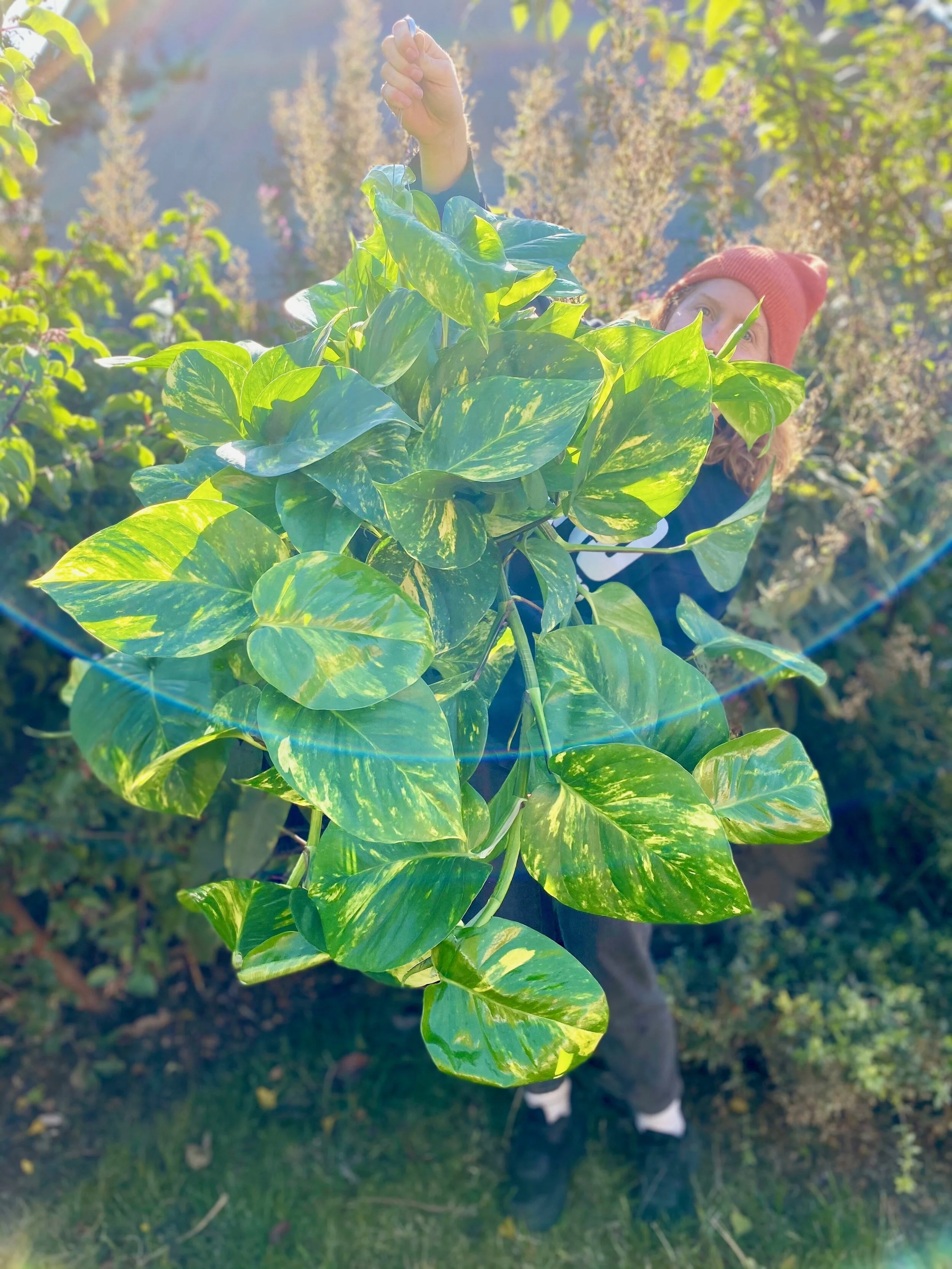 Calathea Lancifolia, Rattlesnake Plant — The Tender Gardener