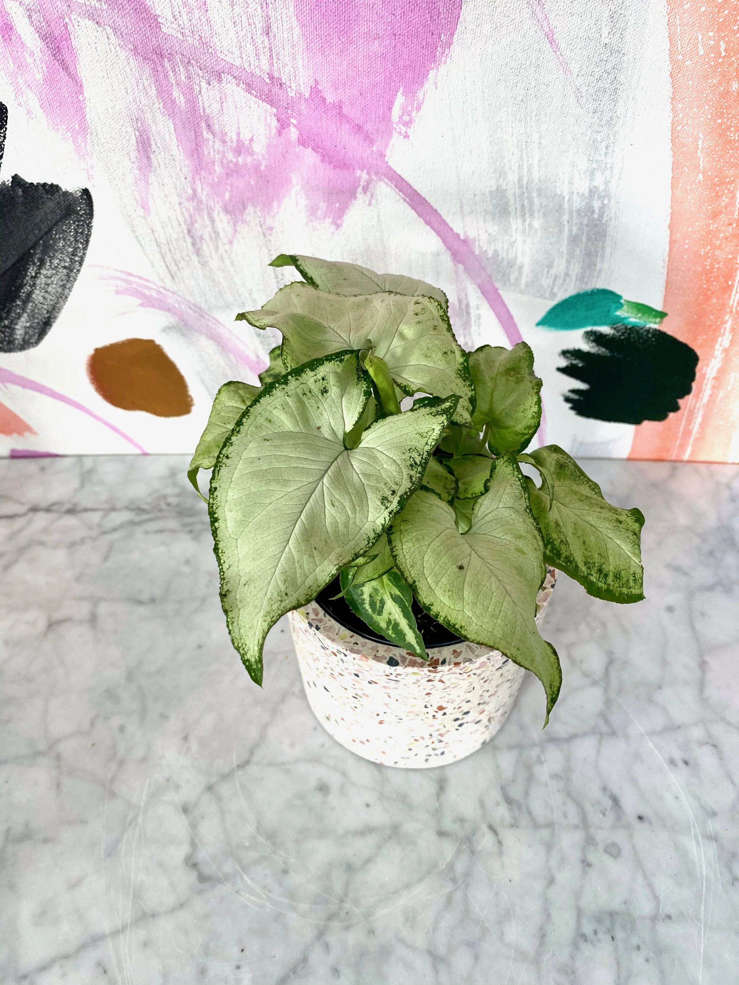 Syngonium Confetti — The Tender Gardener