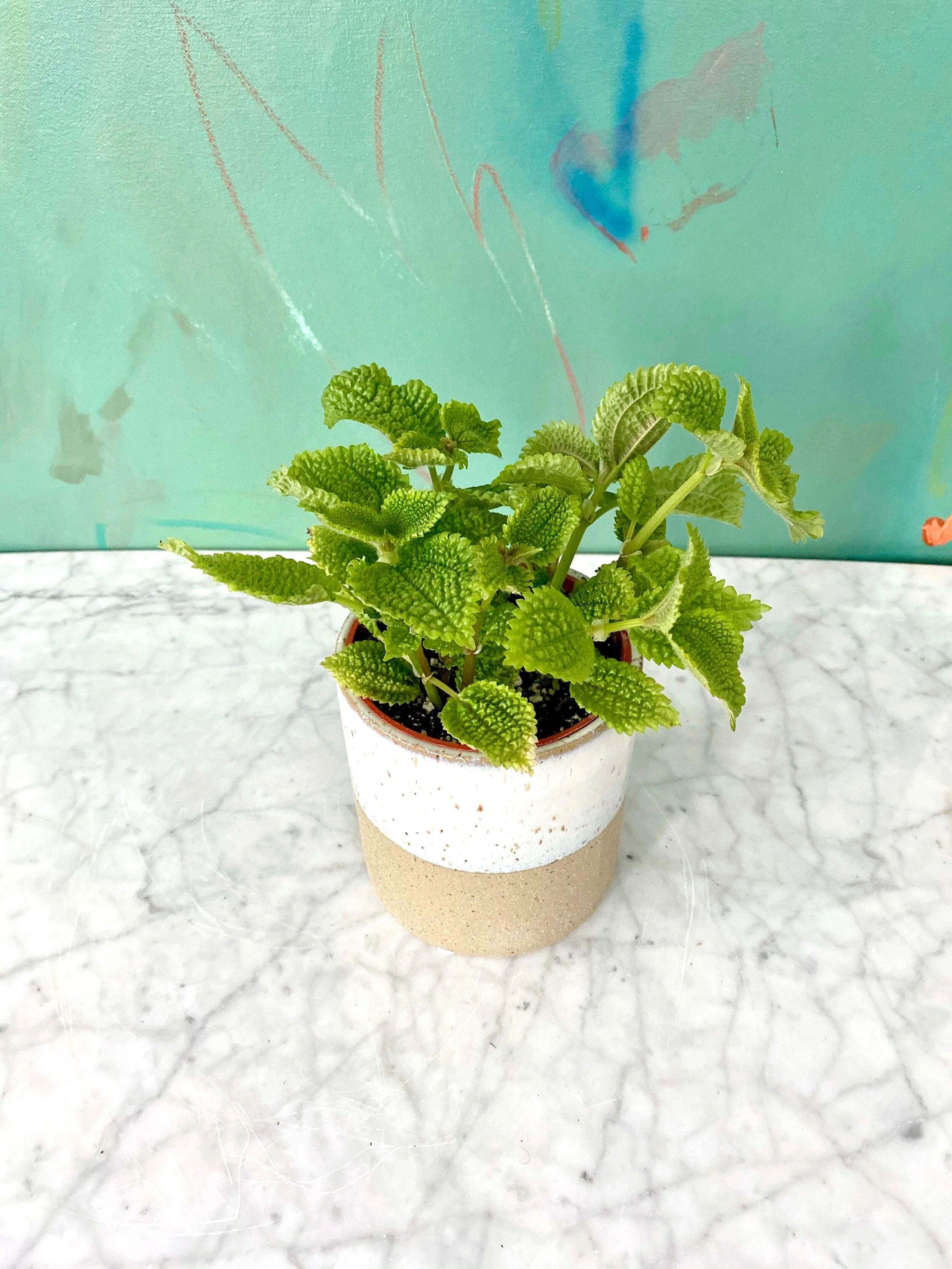 Pothos Neon — The Tender Gardener