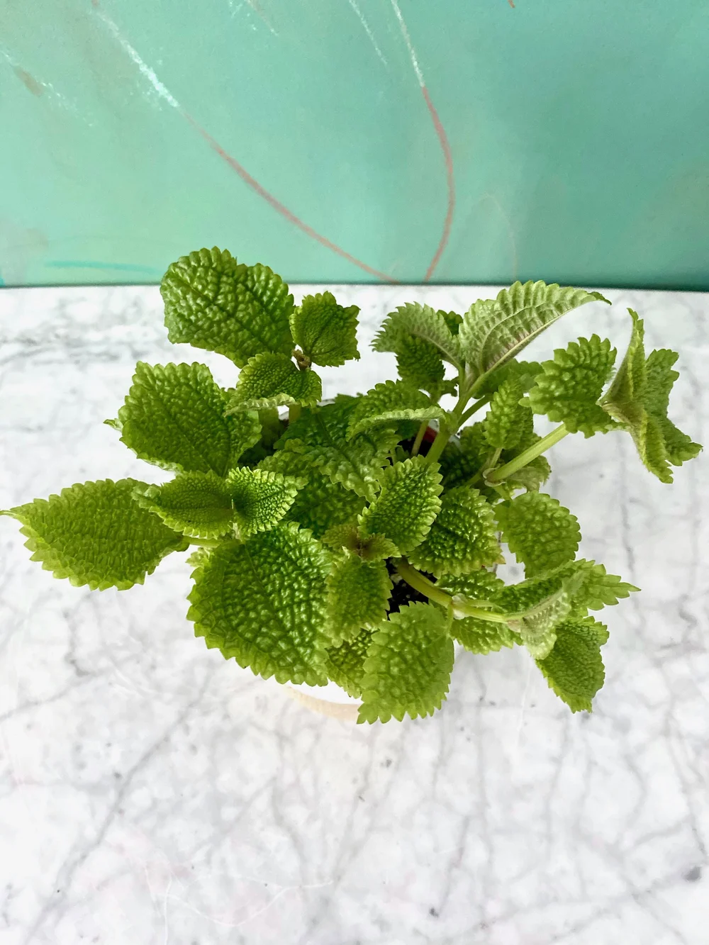 Pothos Neon — The Tender Gardener
