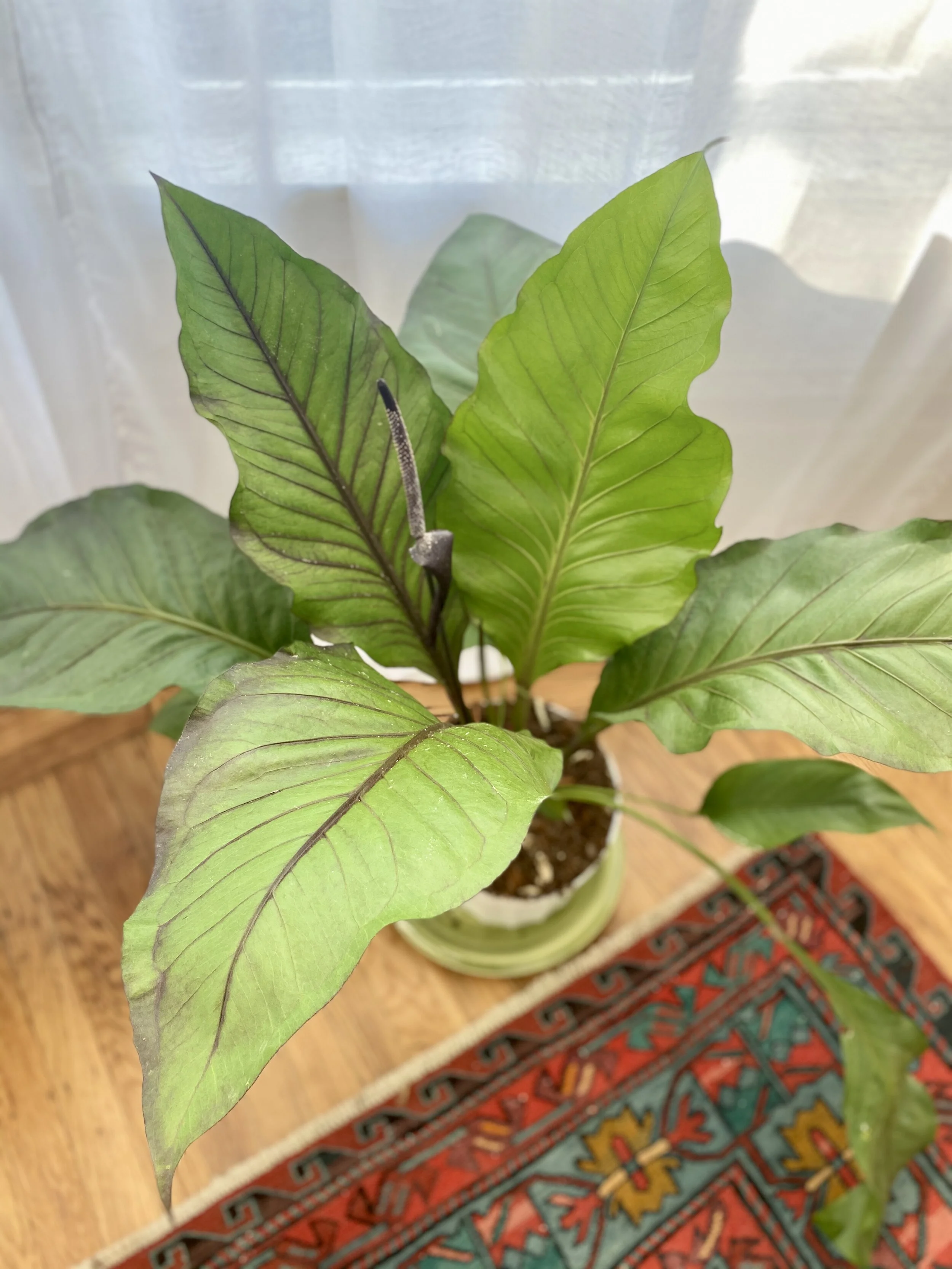 Golden Pothos Big Leaf — The Tender Gardener