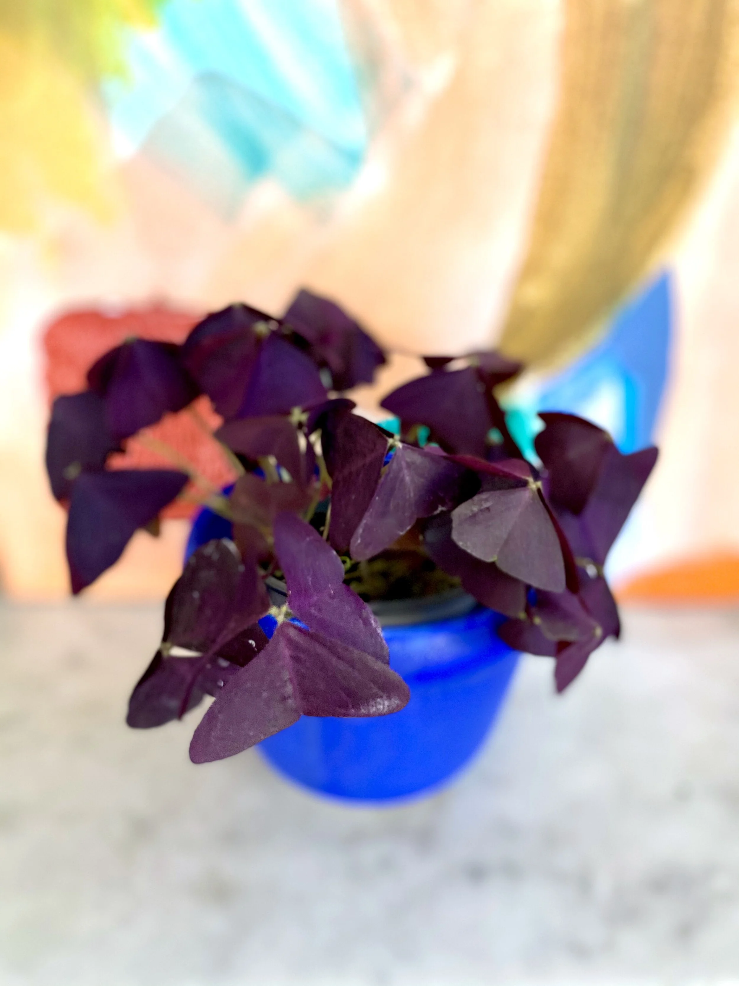 Philodendron Prince of Orange — The Tender Gardener