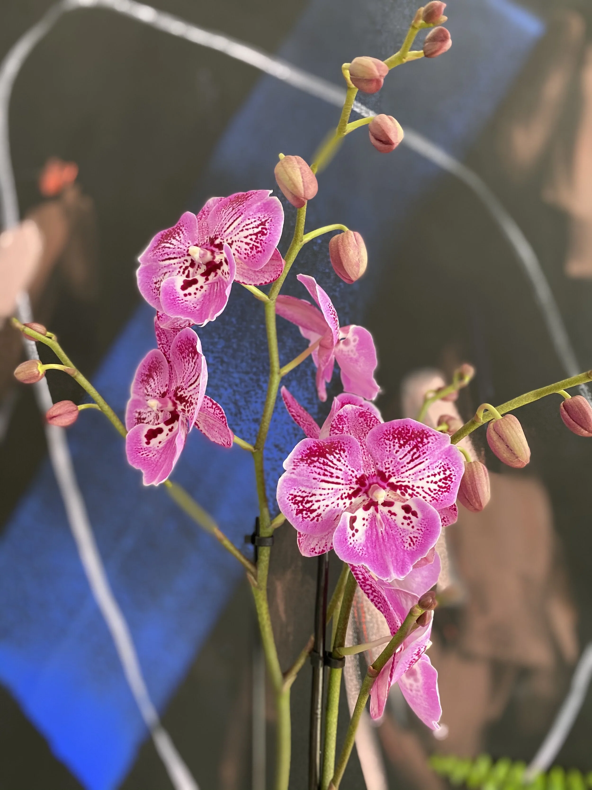 Calathea Lancifolia, Rattlesnake Plant — The Tender Gardener