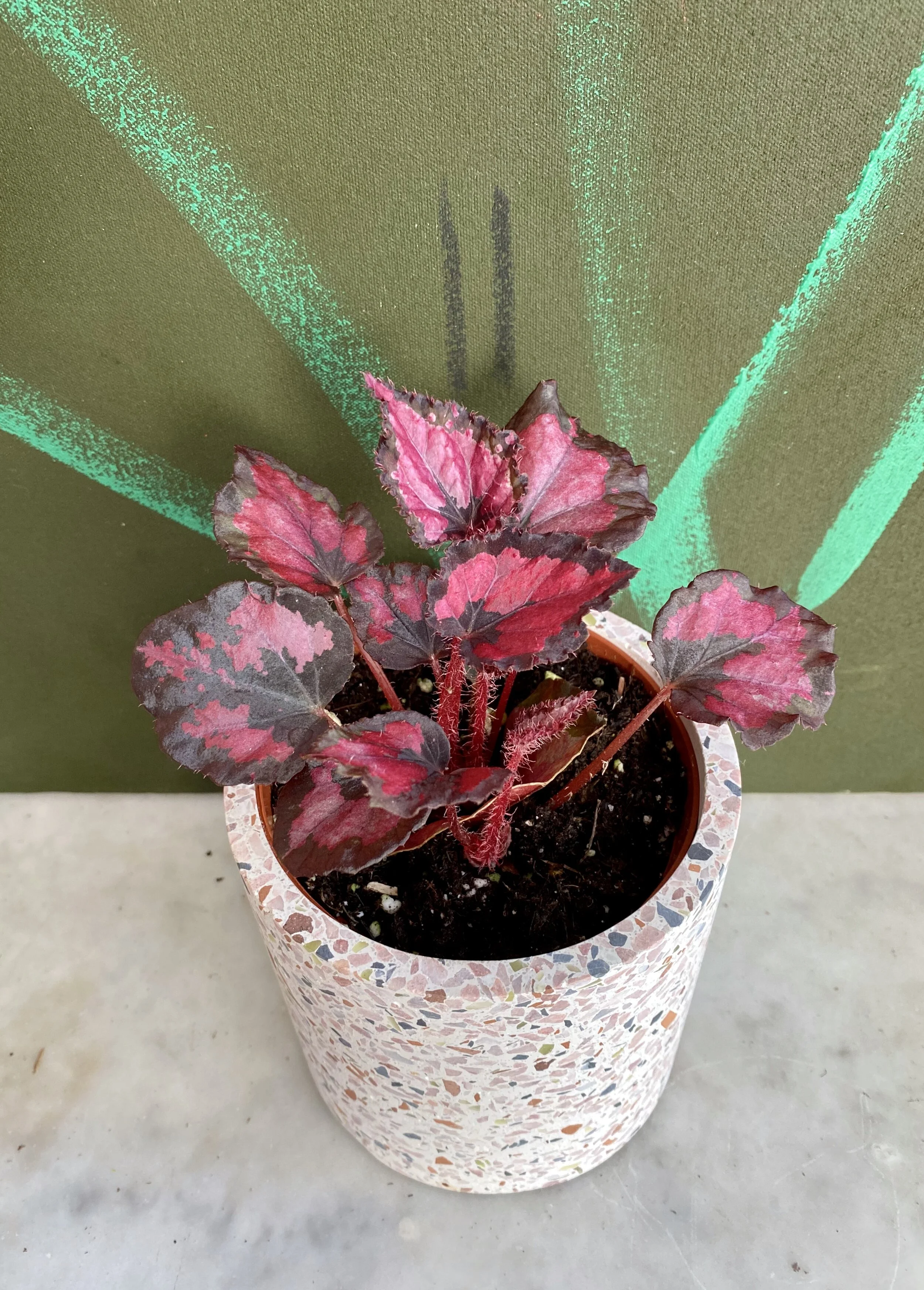 Maranta Red, Prayer Plant — The Tender Gardener