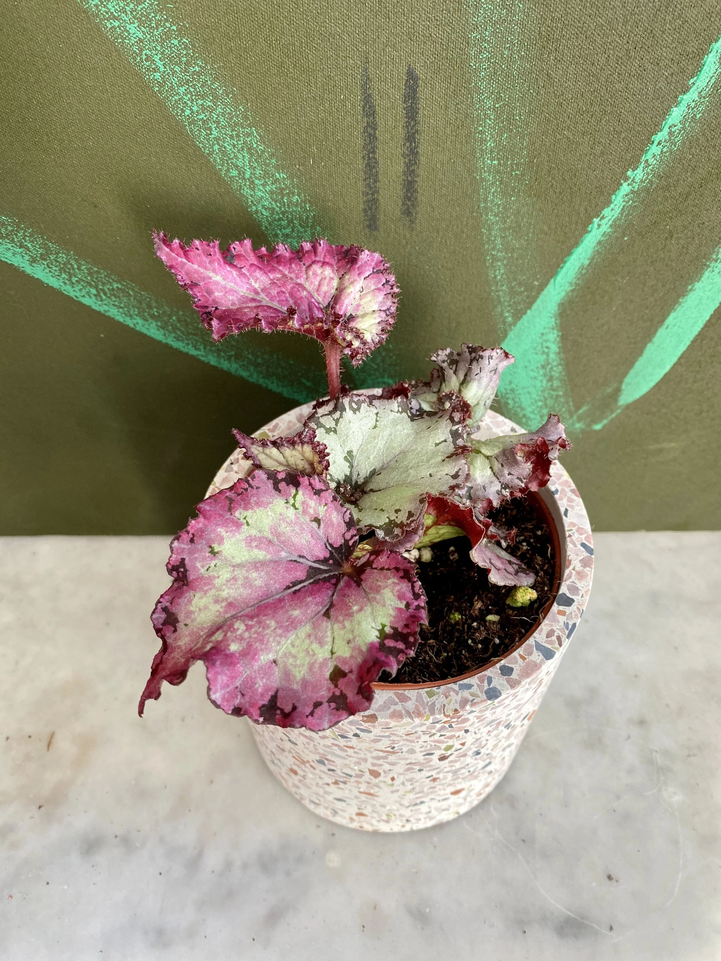 Maranta Red, Prayer Plant — The Tender Gardener