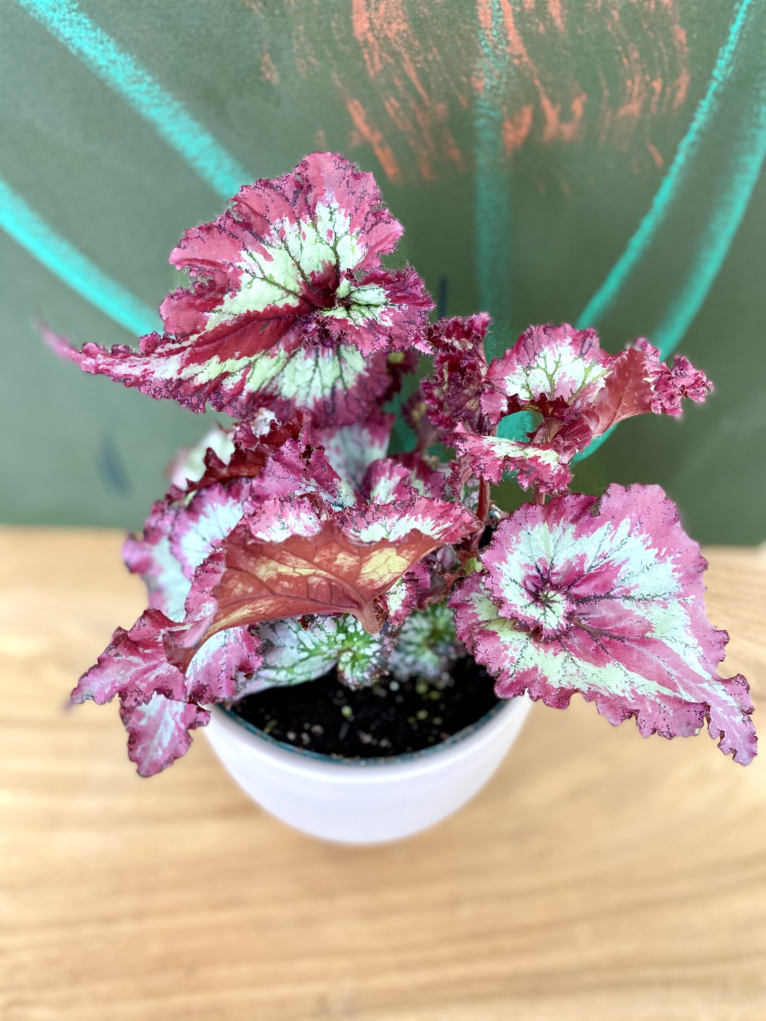 Maranta Red, Prayer Plant — The Tender Gardener