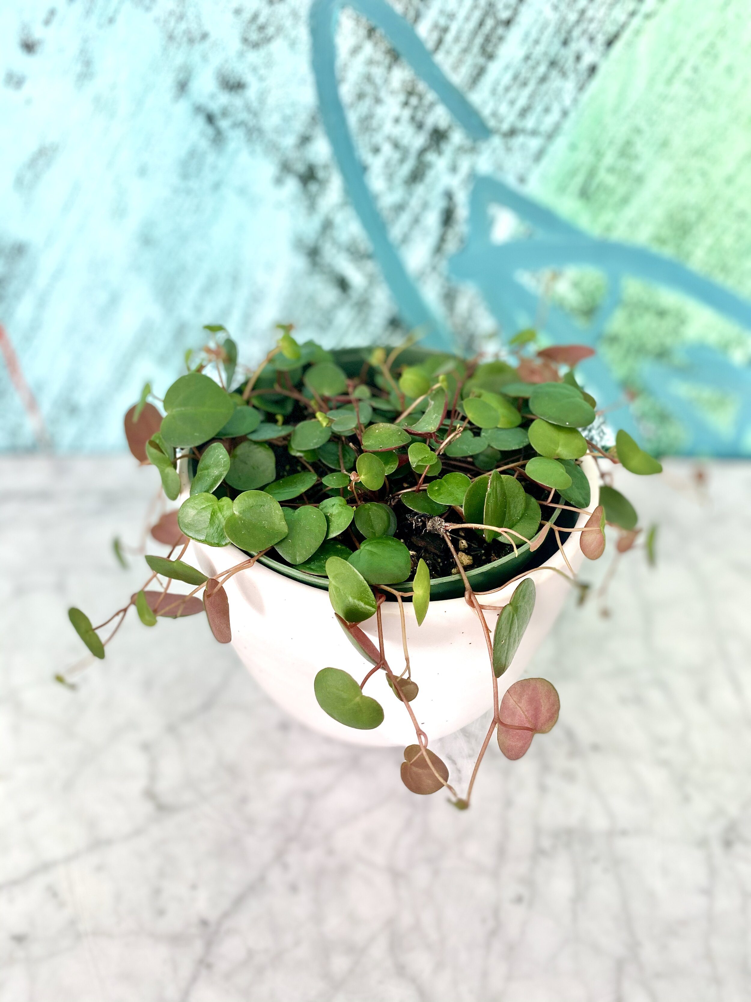 Peperomia Hope — The Tender Gardener