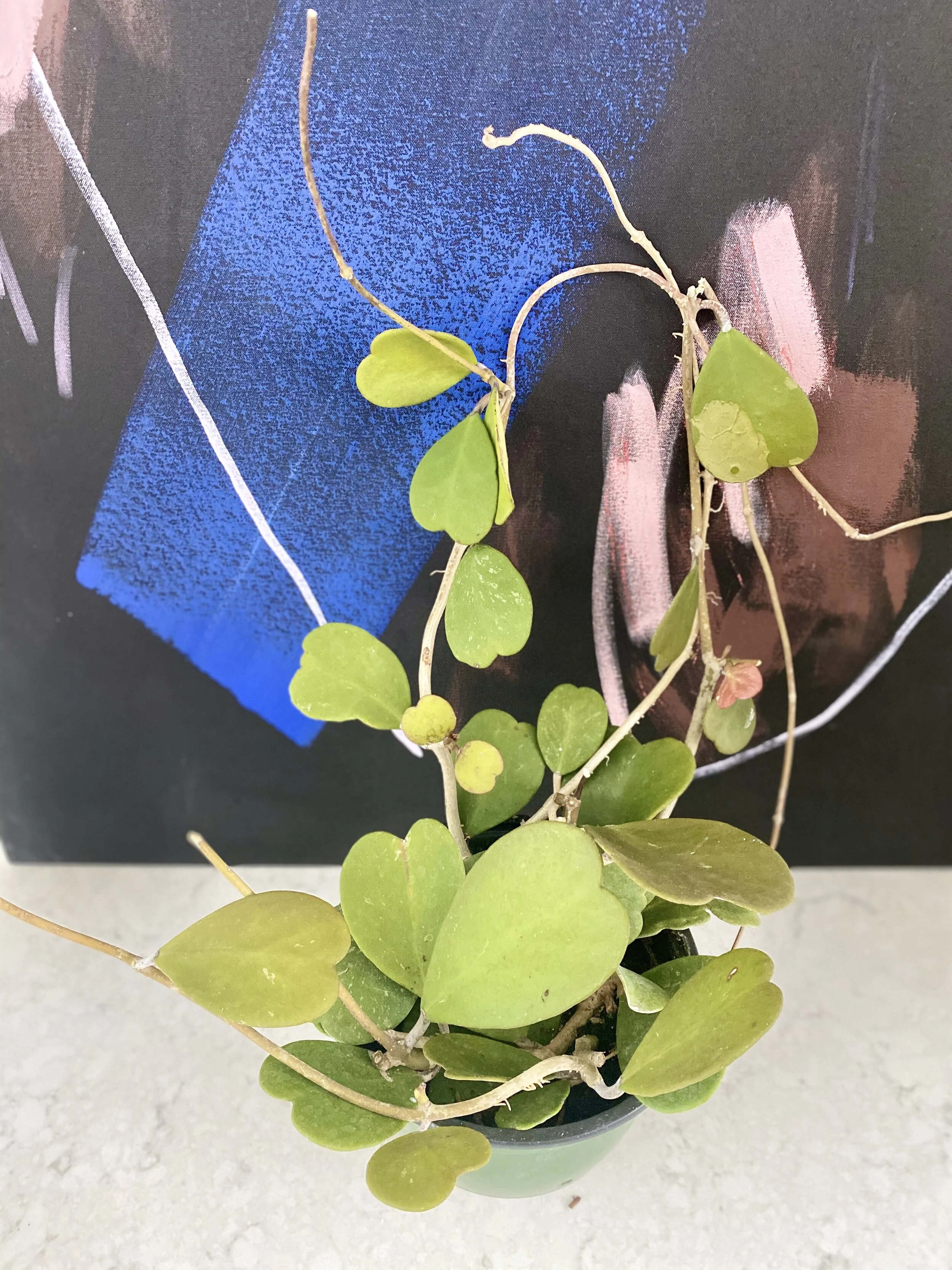 Maranta Red, Prayer Plant — The Tender Gardener