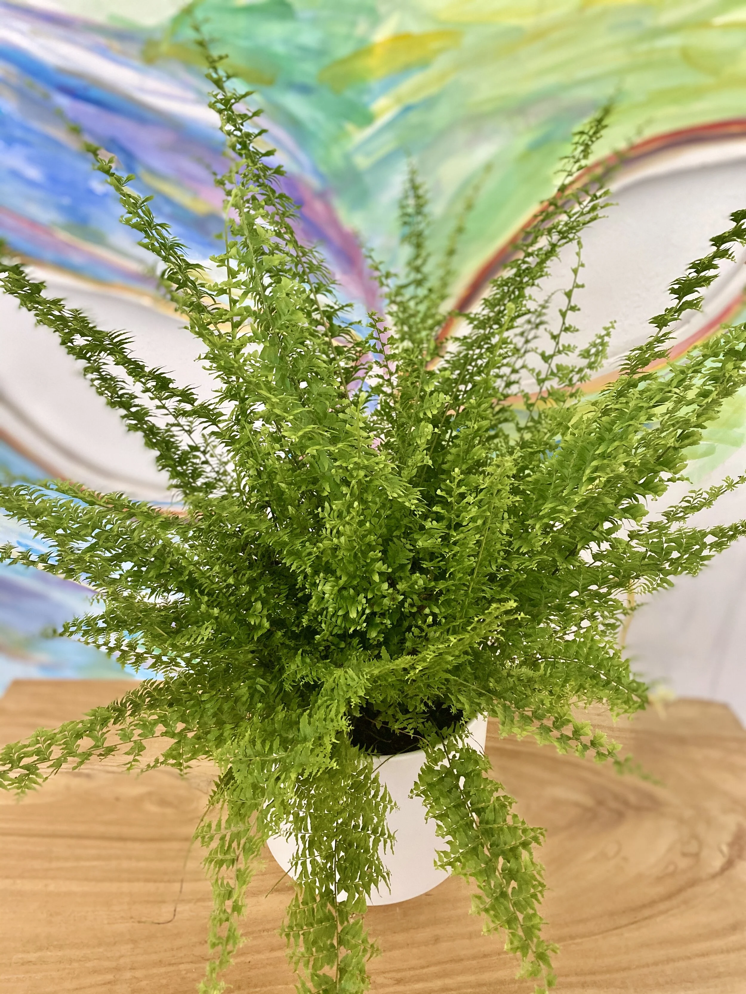 How To Care For A Green Fantasy Fern