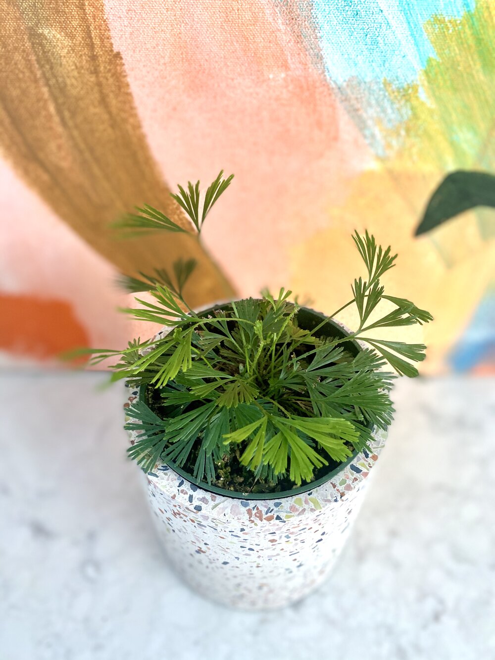 Maranta Lemon-Lime — The Tender Gardener