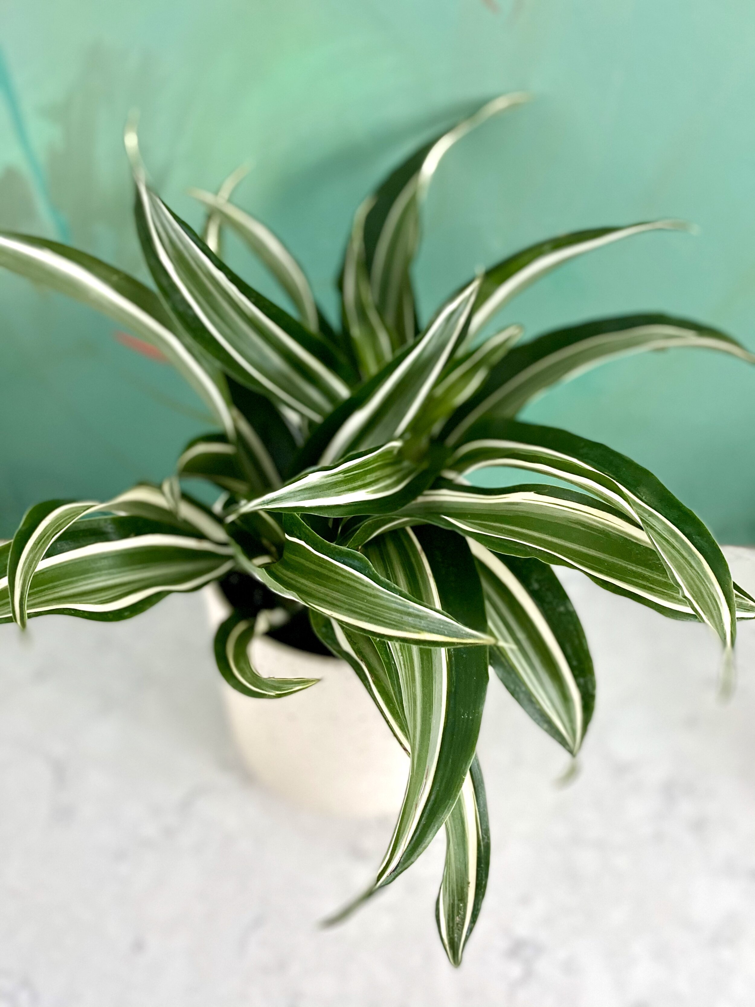 Maranta Red, Prayer Plant — The Tender Gardener