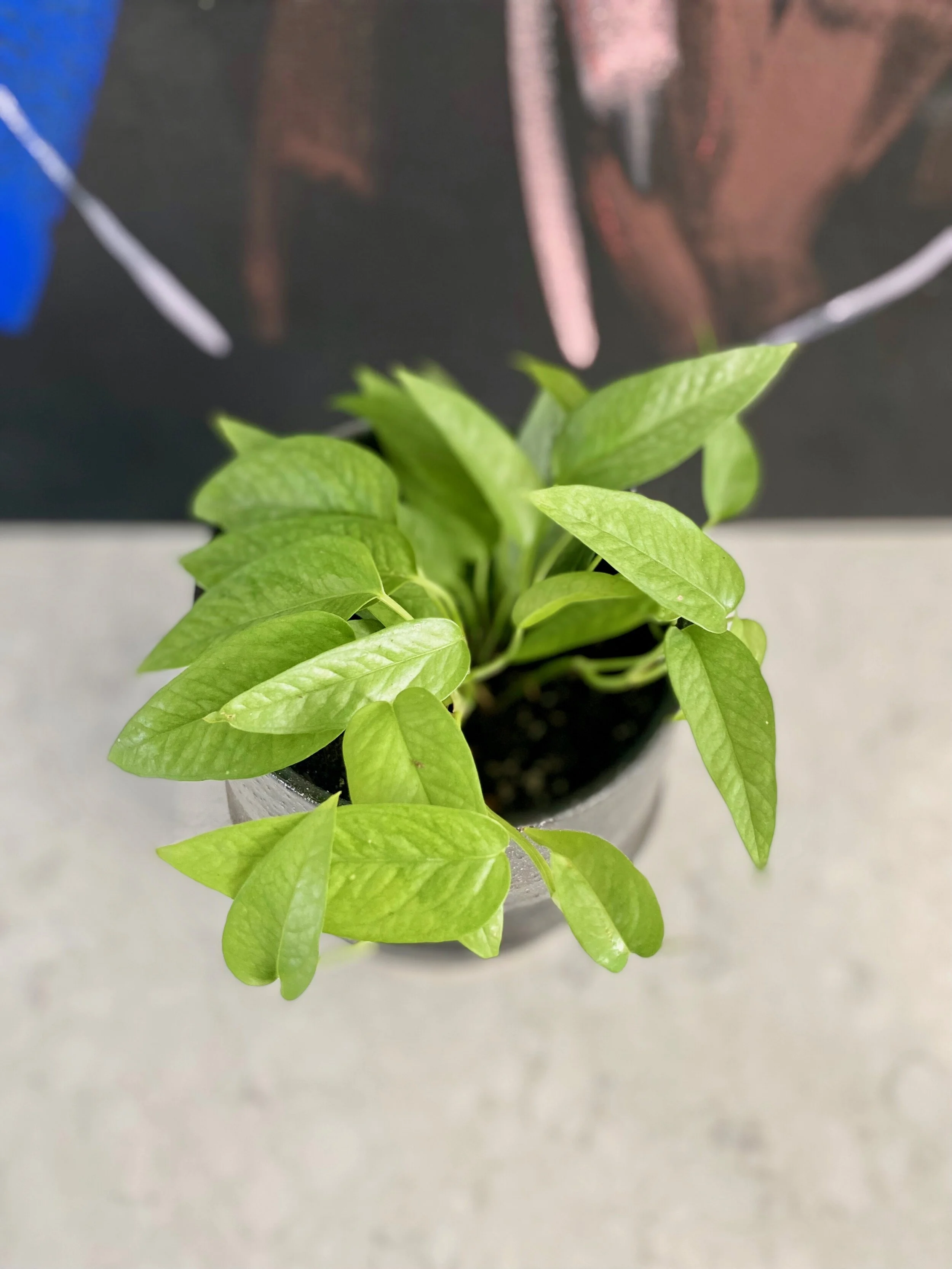 Phlebodium aureum, Blue Star Fern — The Tender Gardener